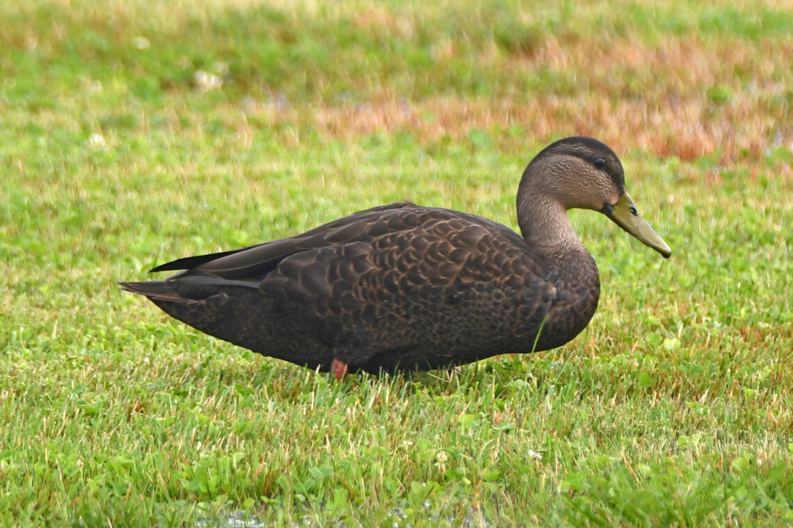 American Black Duck - Big Year Birding