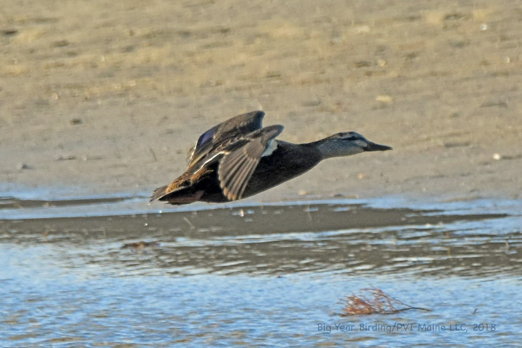 American Black Duck - Big Year Birding