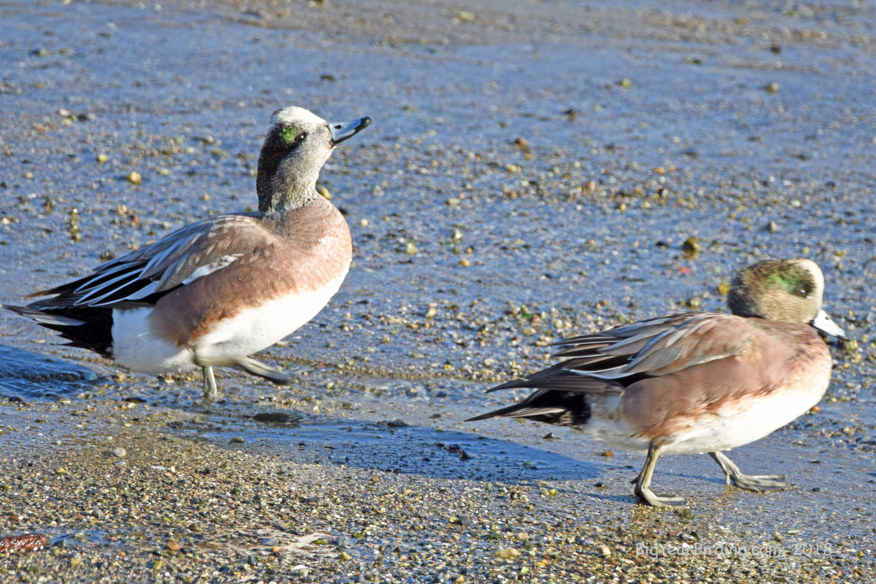 American Wigeon - Big Year Birding