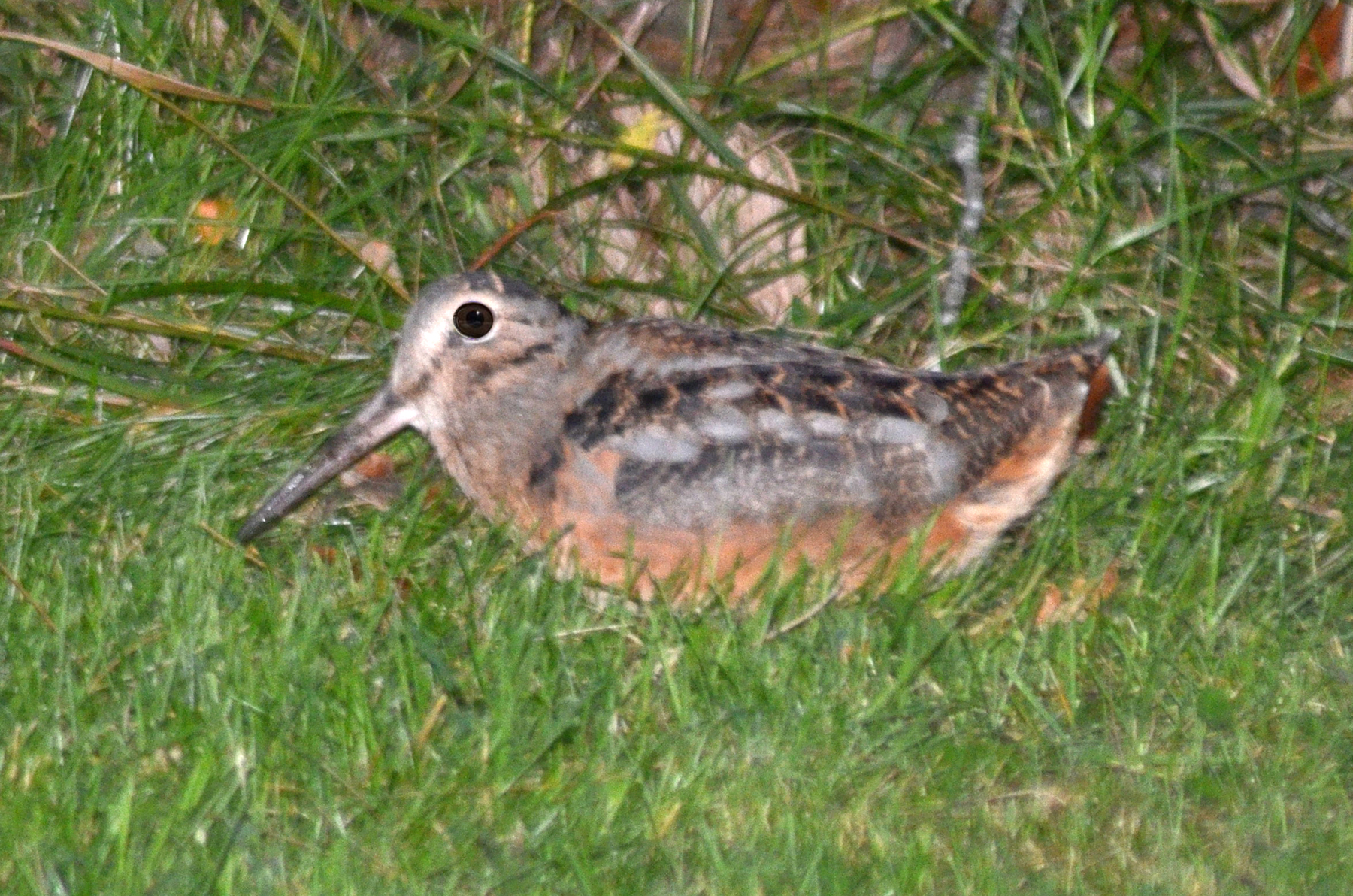 American Woodcock - Big Year Birding