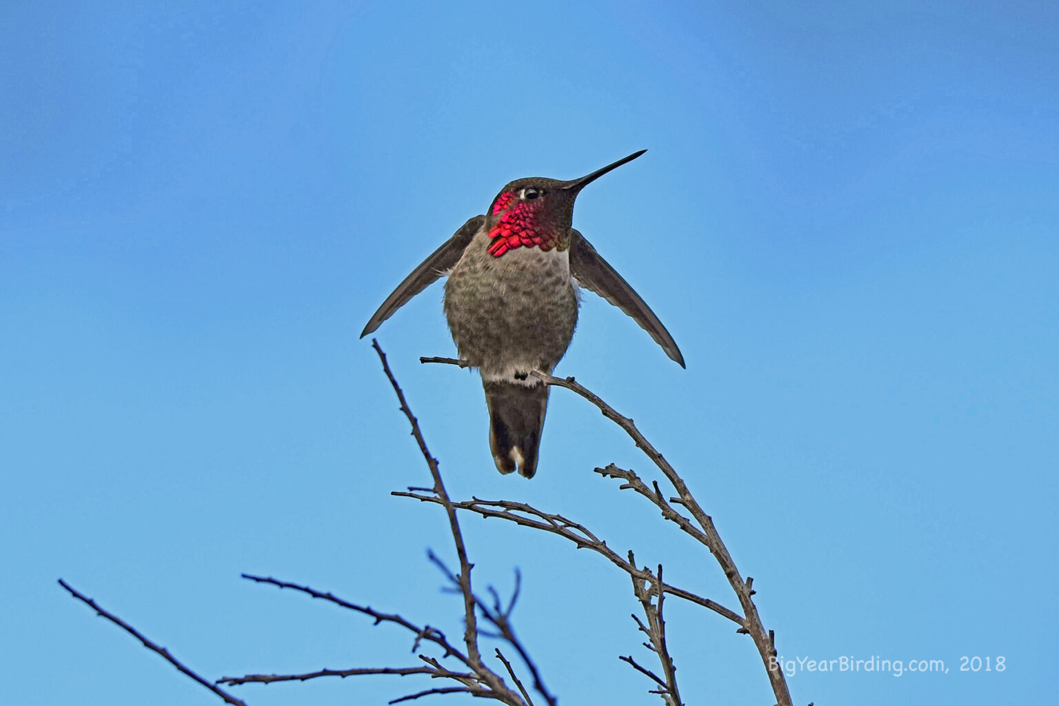 Hummingbirds (13) - Big Year Birding