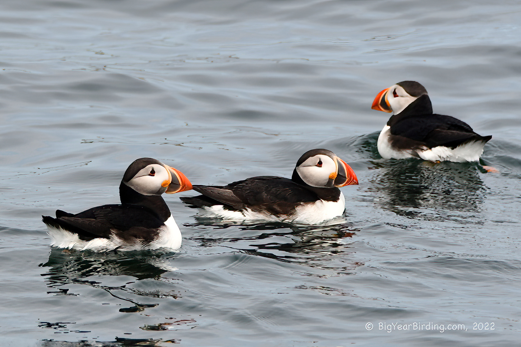Atlantic Puffin - Big Year Birding