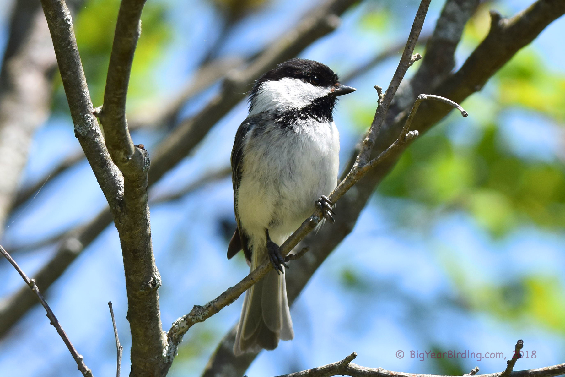 Chickadees (4) - Big Year Birding
