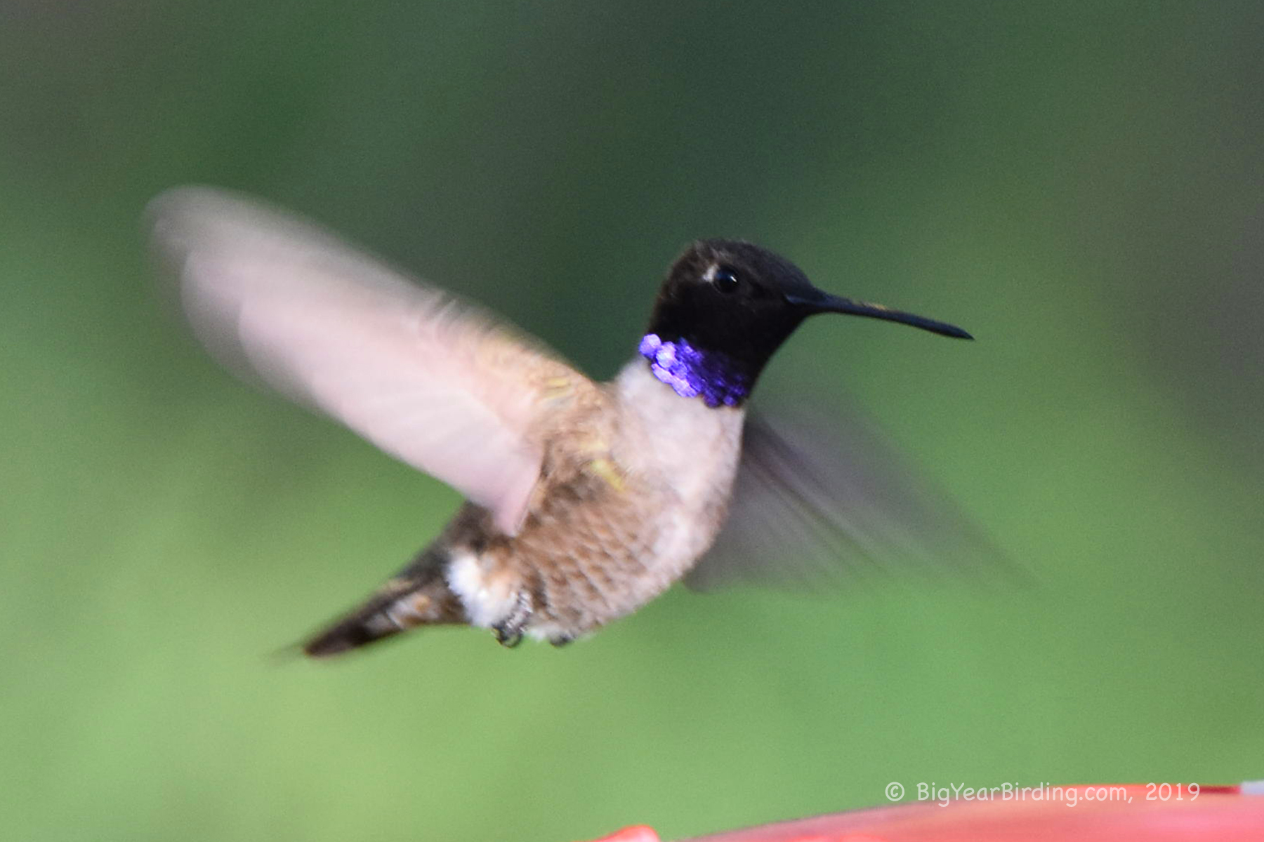 Black-chinned Hummingbird - Big Year Birding