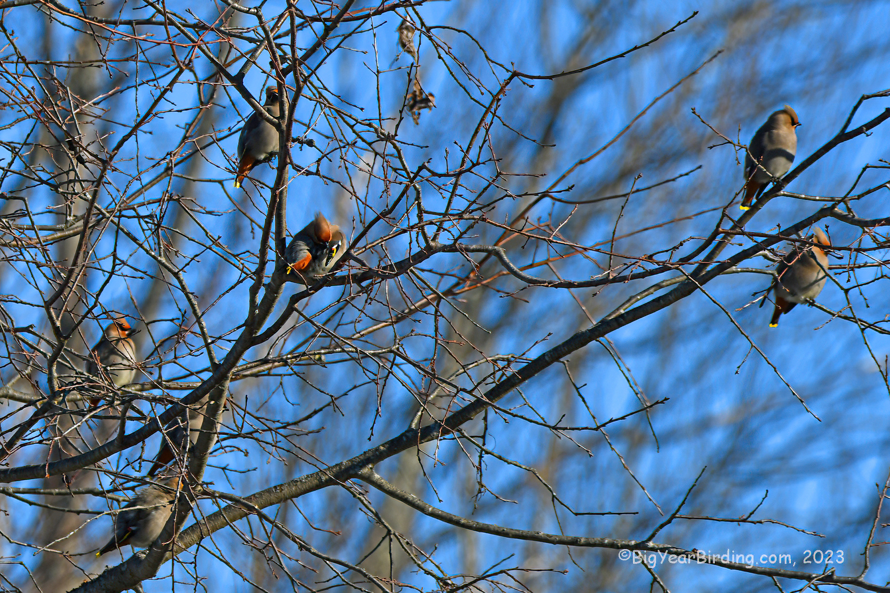 Bohemian Waxwing Irruption Across the USA - Big Year Birding