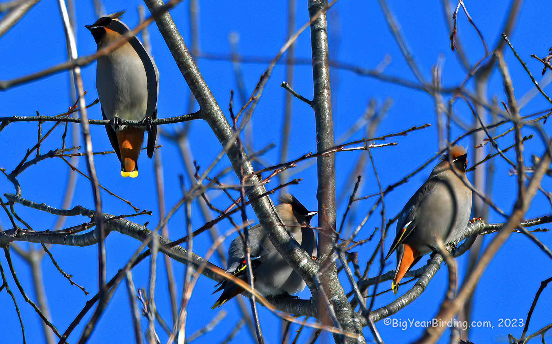 Bohemian Waxwing Irruption Across the USA - Big Year Birding