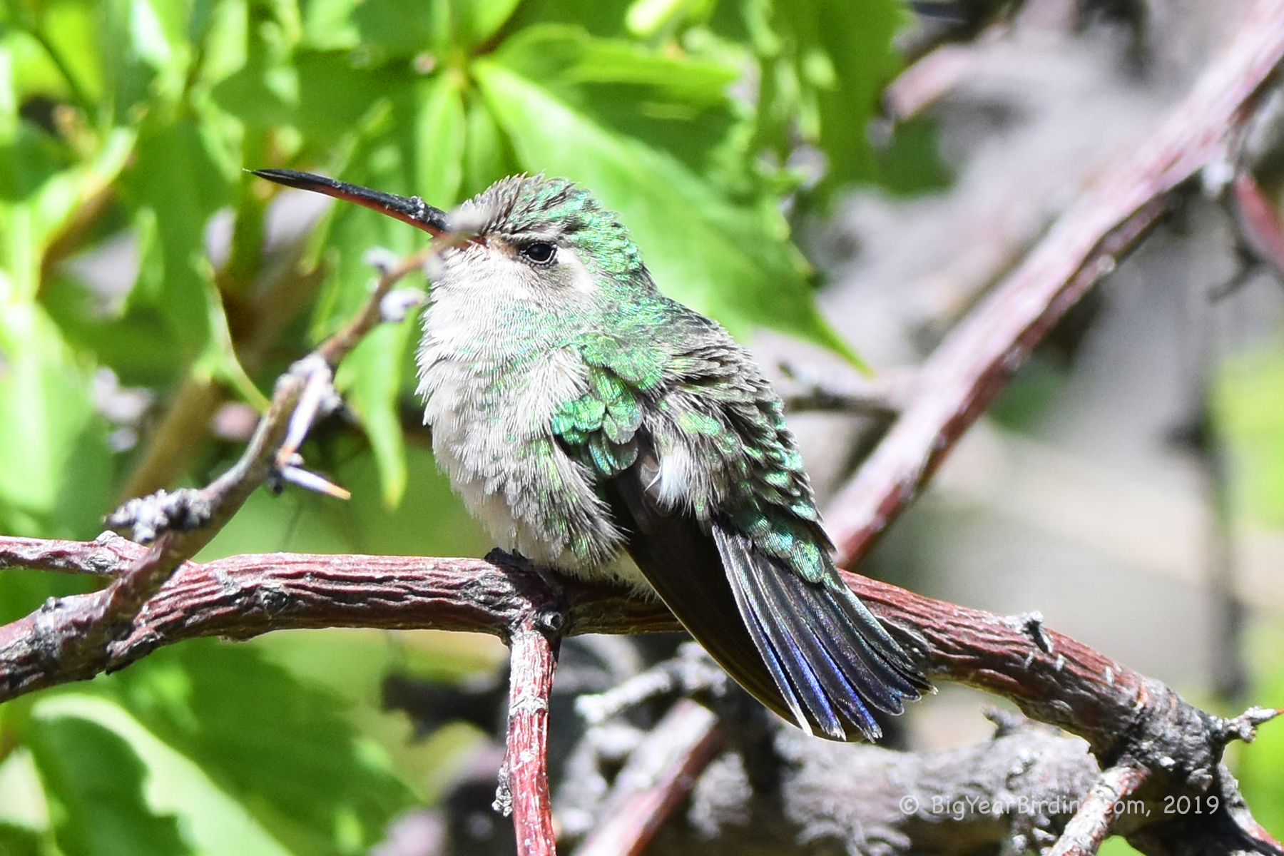 Broad-billed Hummingbird - Big Year Birding