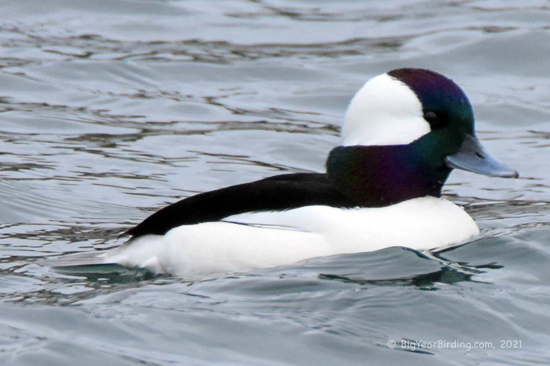 Bufflehead - Big Year Birding