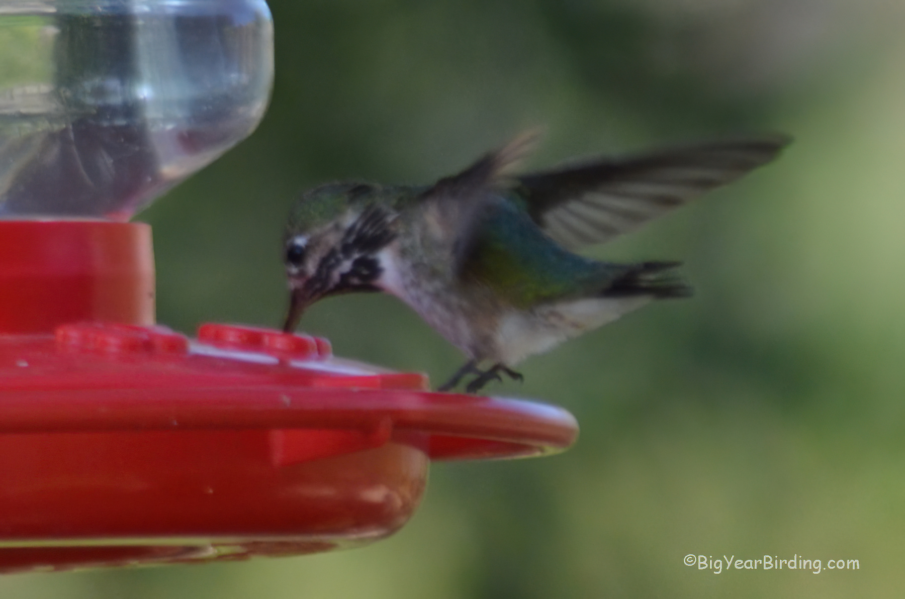 Calliope Hummingbird - Big Year Birding