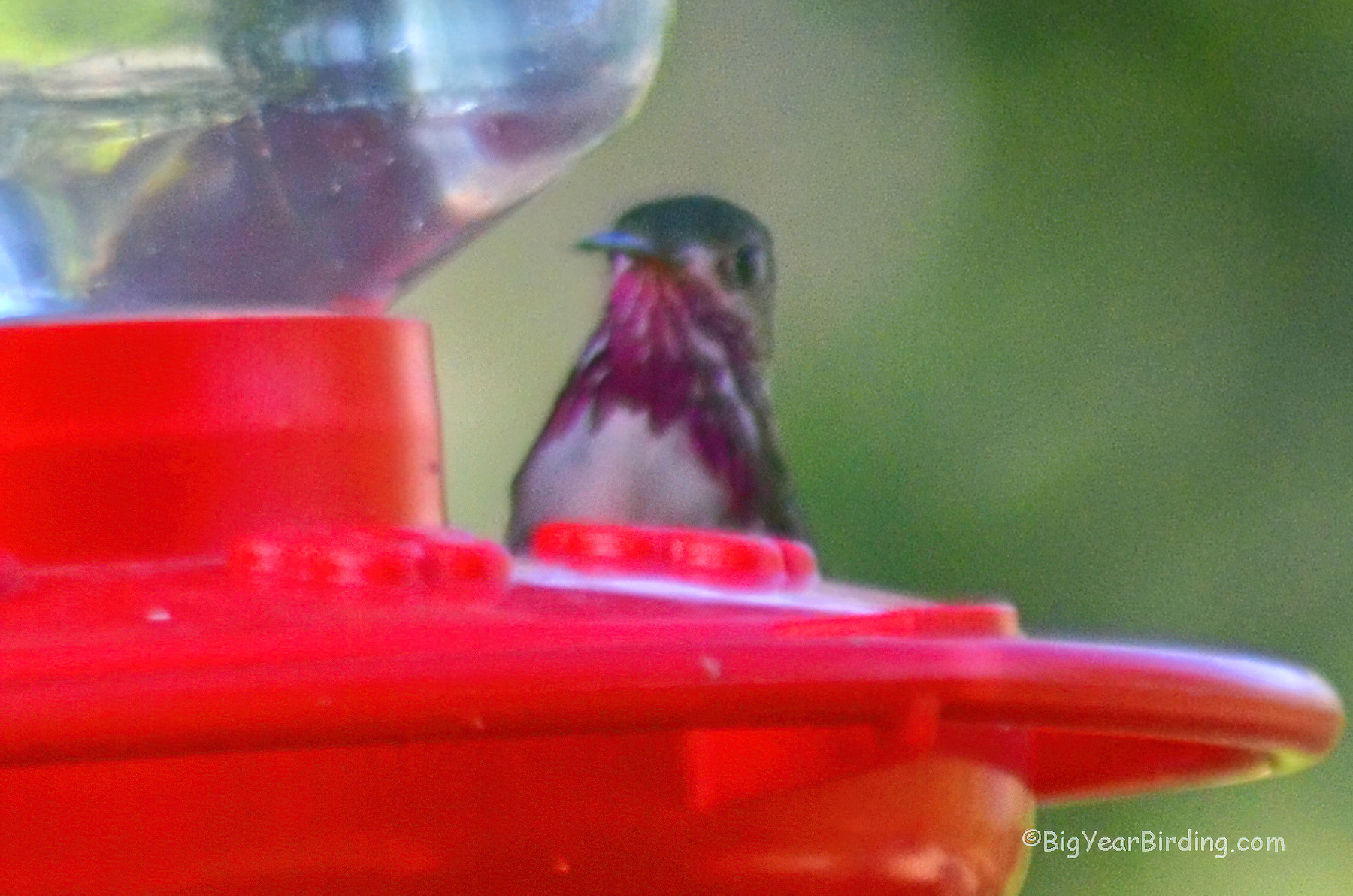 Calliope Hummingbird - Big Year Birding