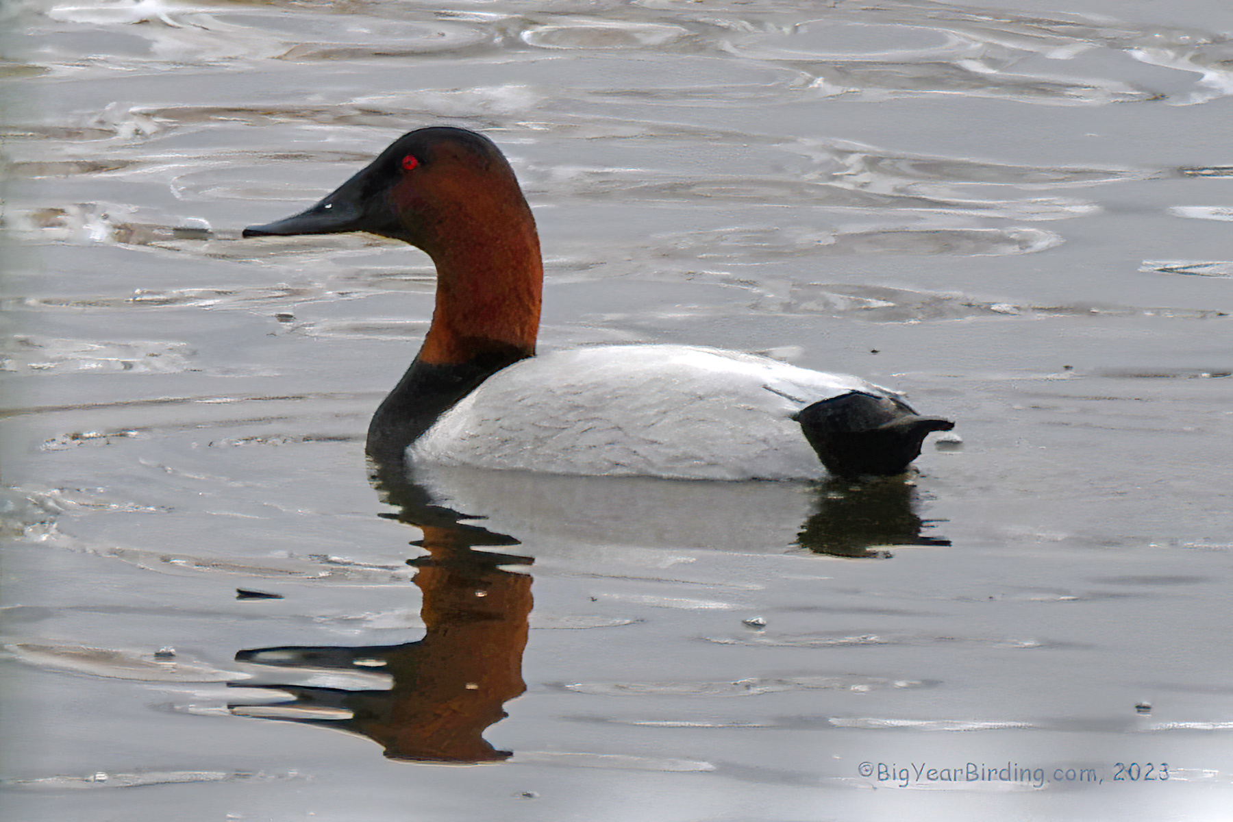 Canvasback - Big Year Birding