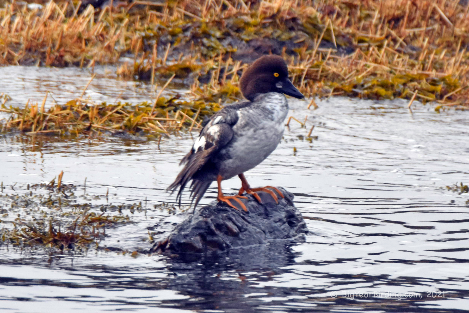 Common Goldeneye - Big Year Birding
