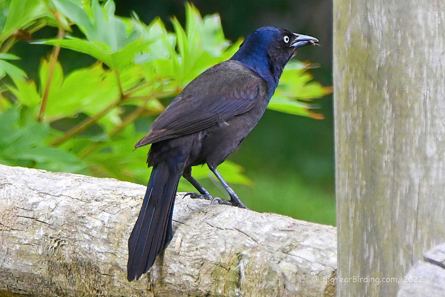 Common Grackle - Big Year Birding