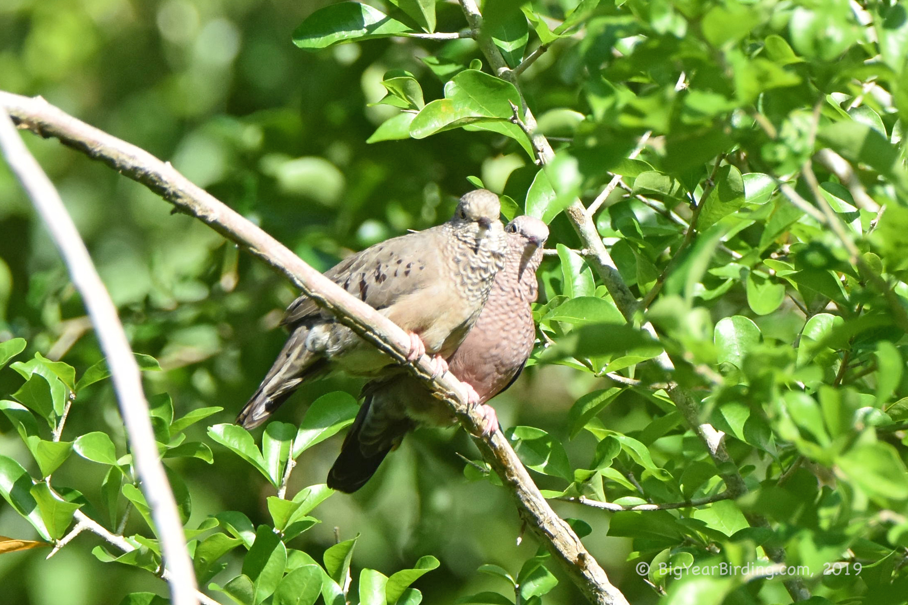 Common Ground Dove - Big Year Birding
