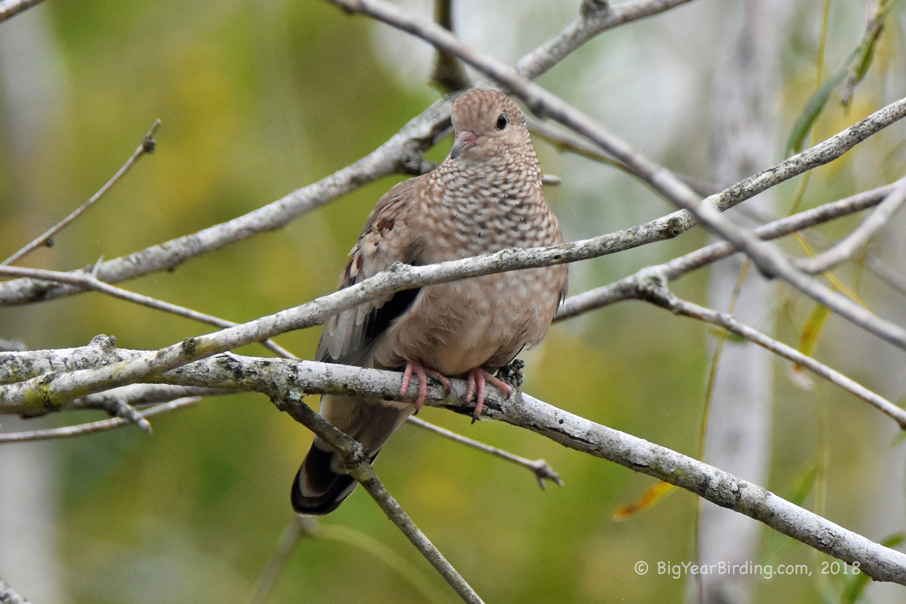Common Ground Dove - Big Year Birding