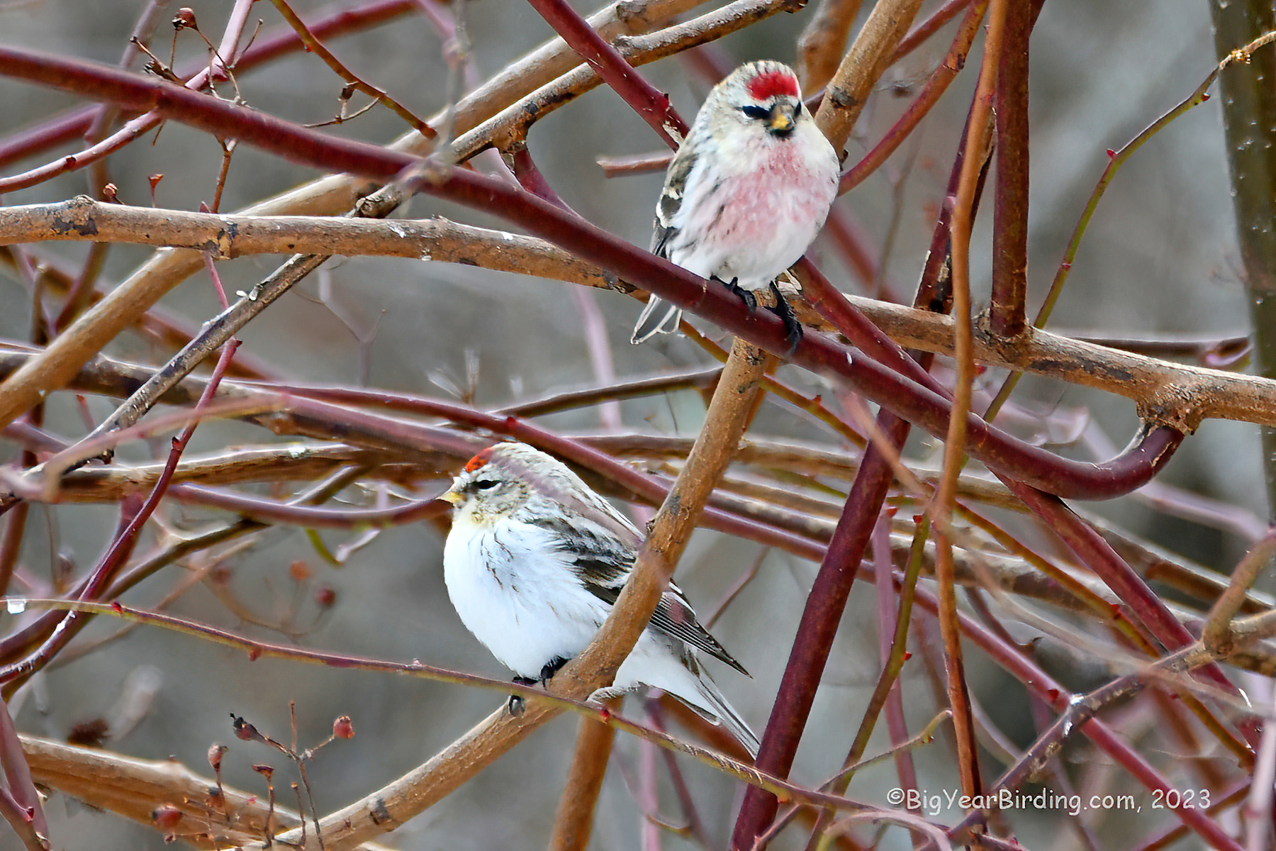 Finches, Redpolls & Crossbills (12) - Big Year Birding