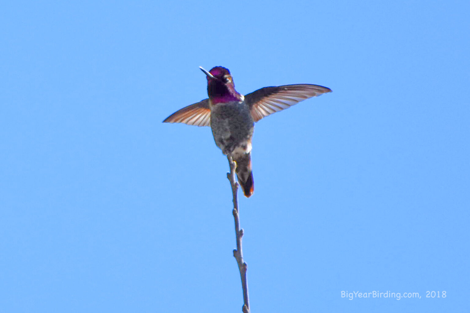 Costa's Hummingbird - Big Year Birding