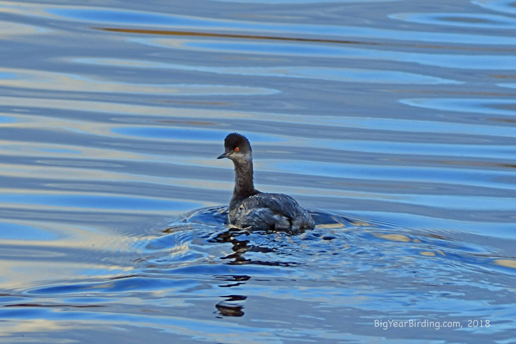 Eared Grebe - Big Year Birding
