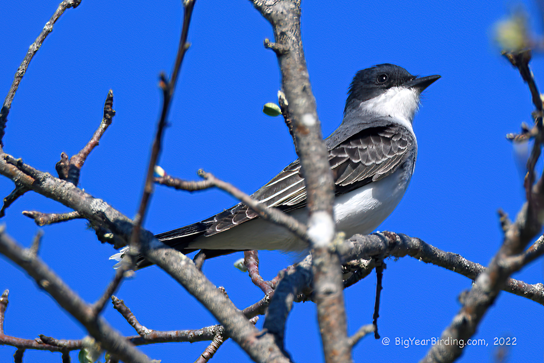 Eastern Kingbird - Big Year Birding