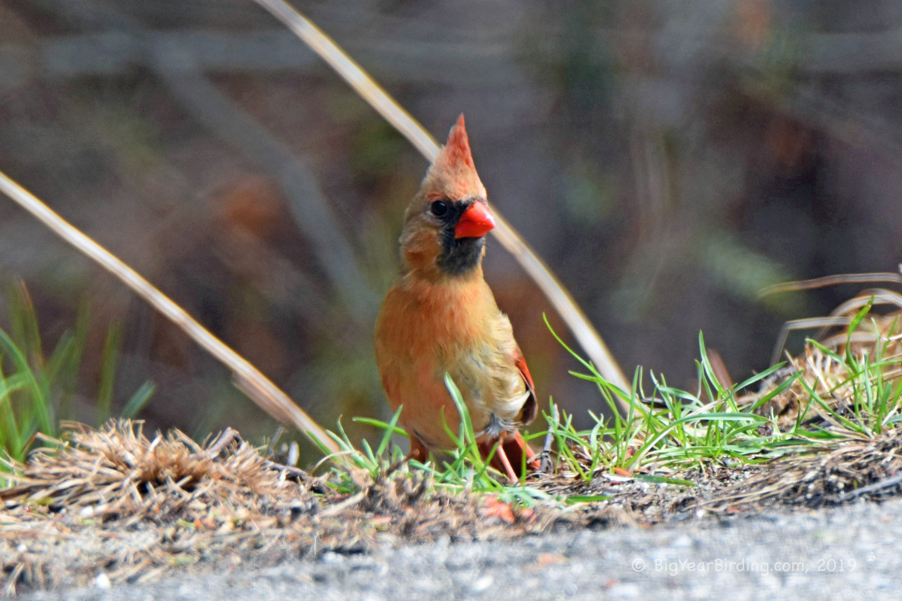 Northern Cardinal - Big Year Birding