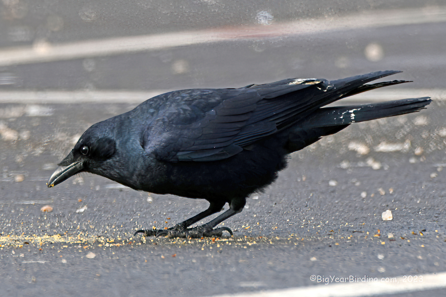 Fish Crow - Big Year Birding