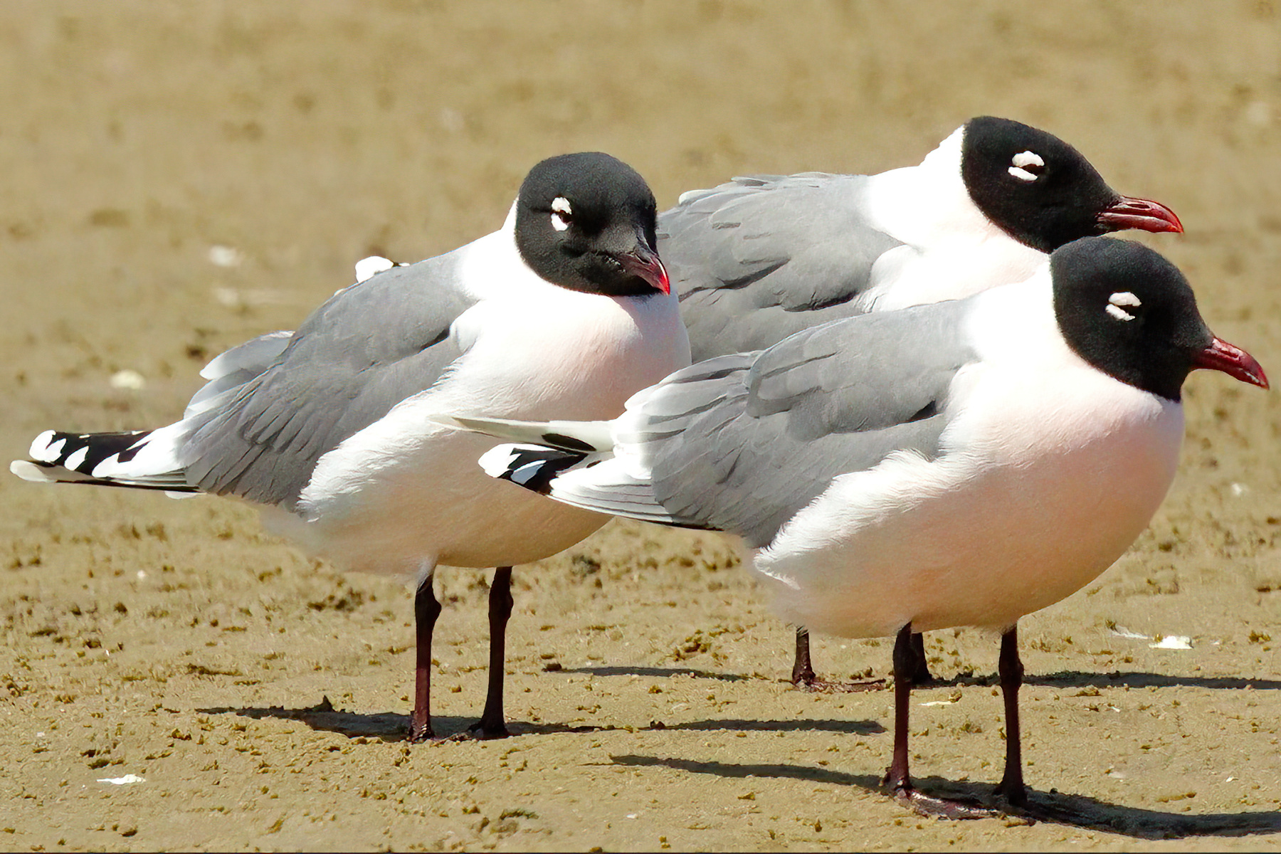 Franklin's Gull - Big Year Birding