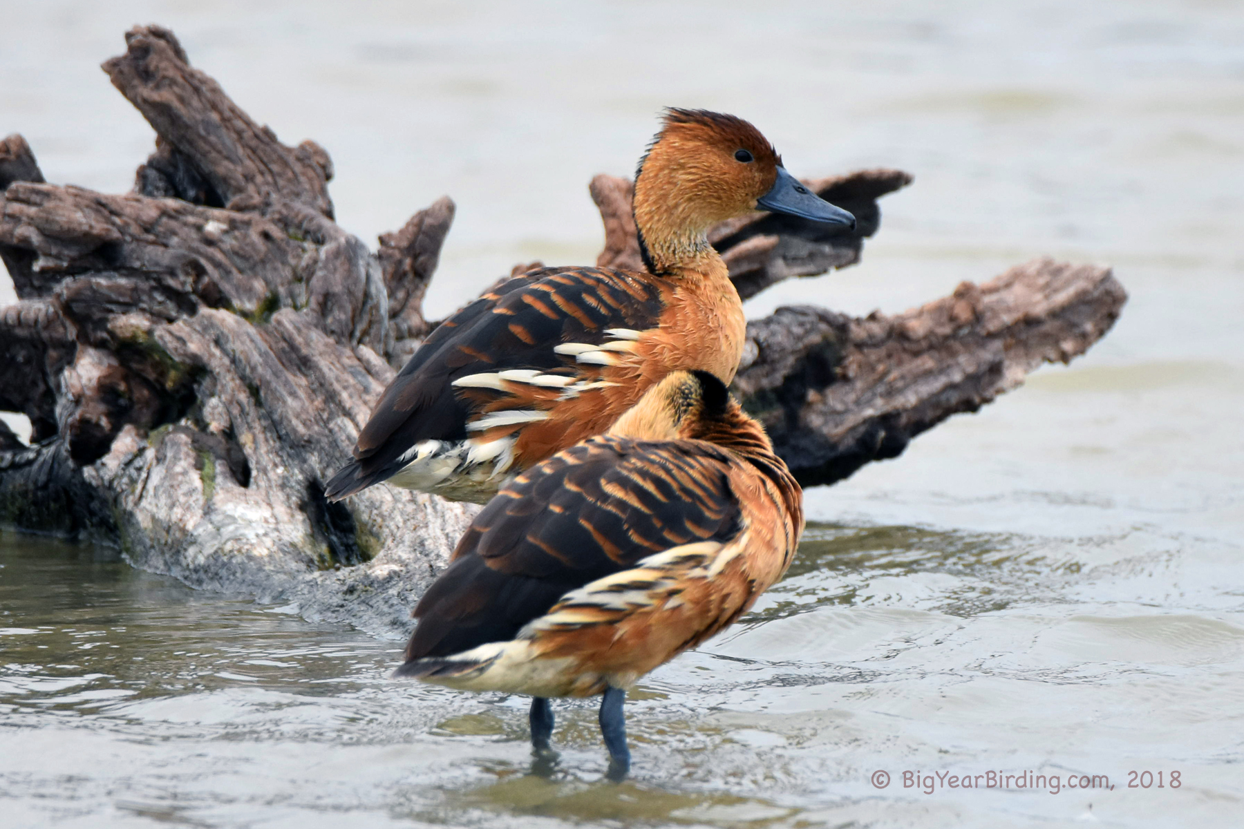 Fulvous Whistling-Duck - Big Year Birding