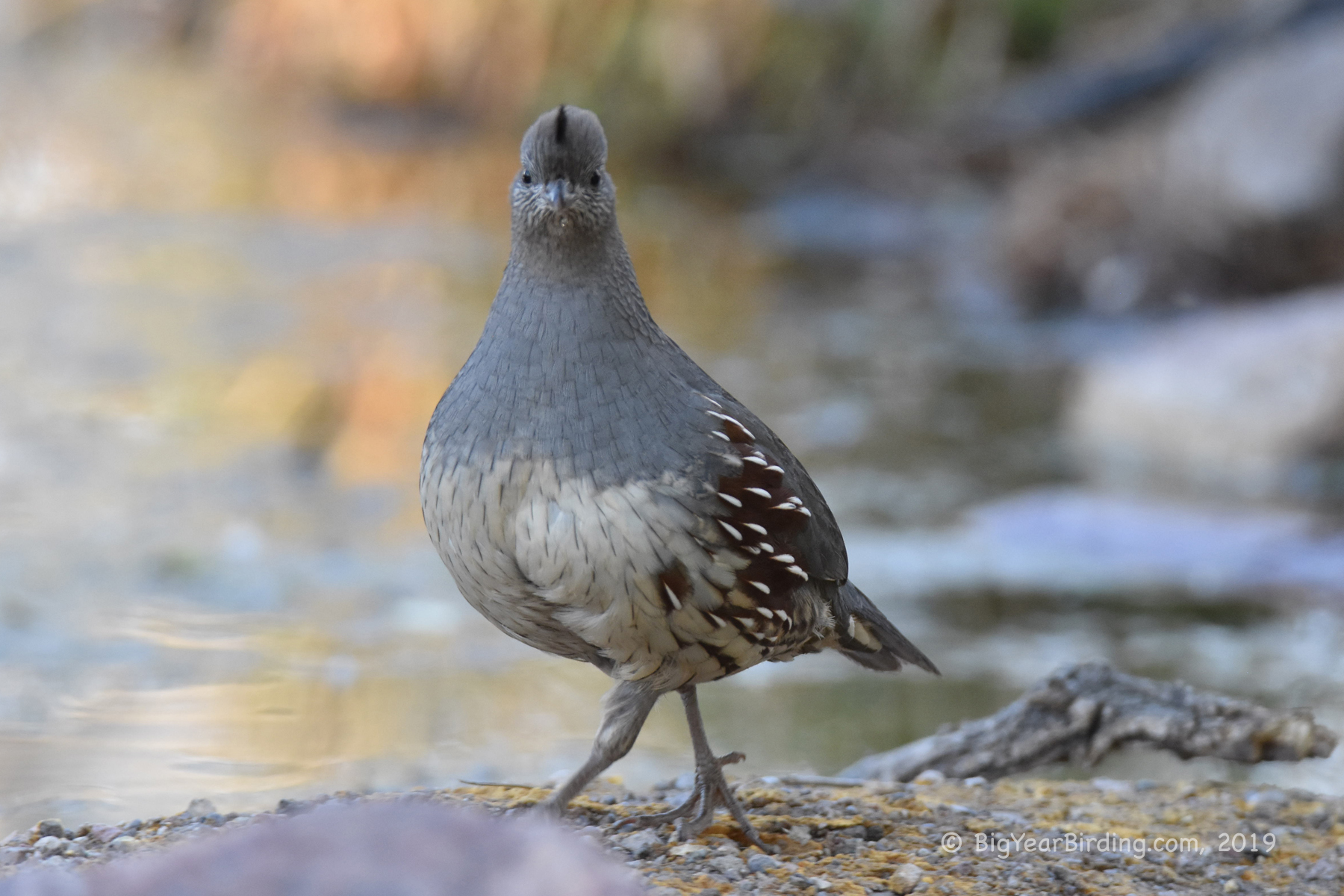 Gambel's Quail - Big Year Birding
