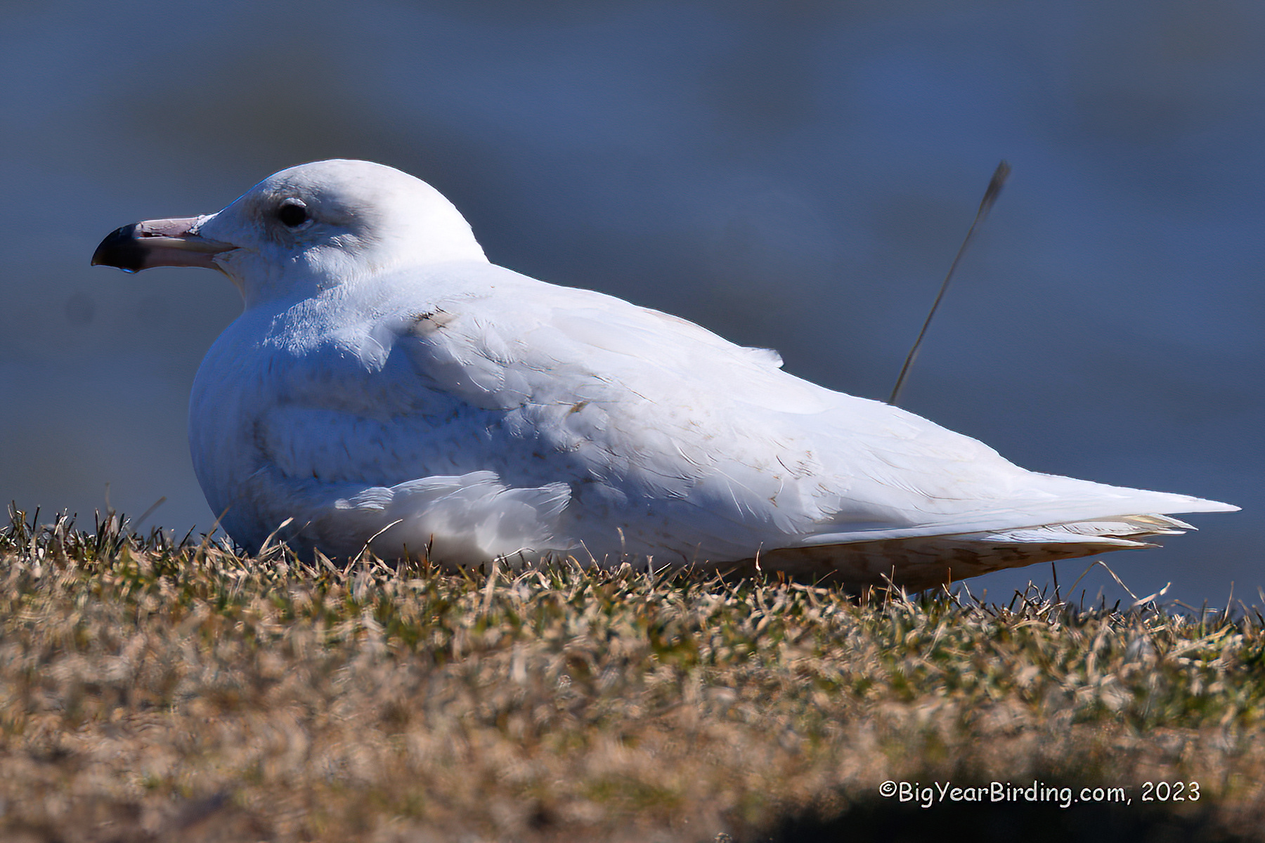 Glaucous Gull - Big Year Birding