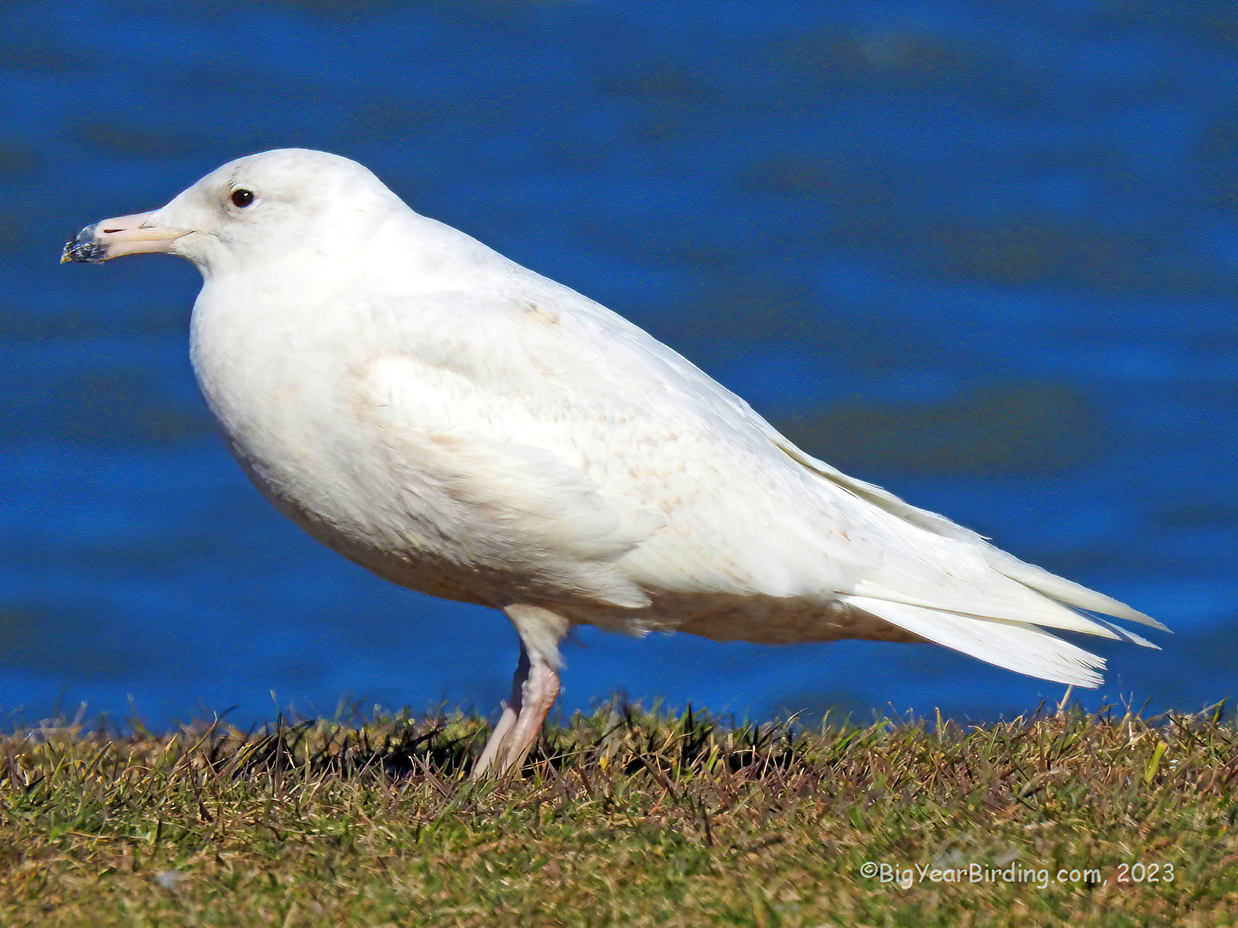 Glaucous Gull - Big Year Birding