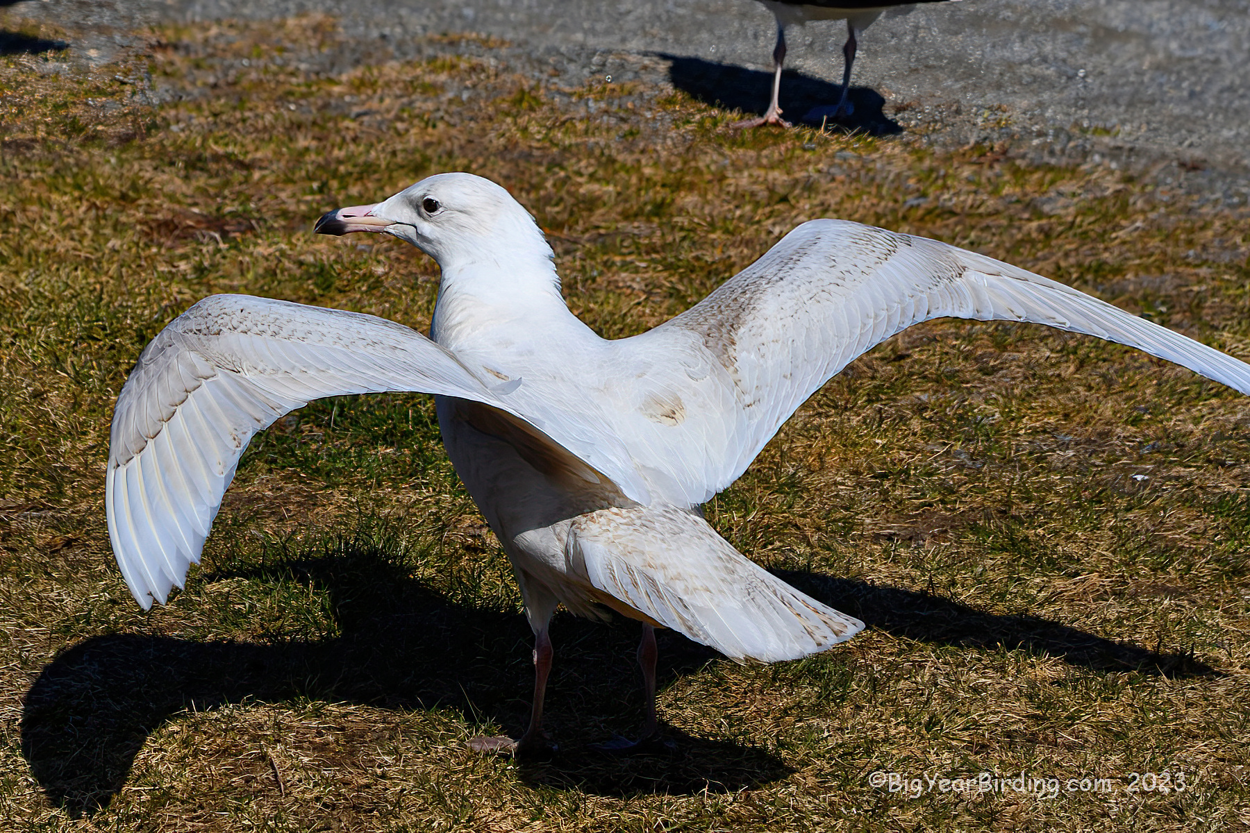 Glaucous Gull - Big Year Birding