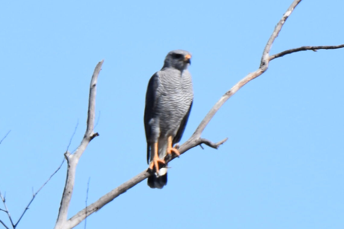 Gray Hawk - Big Year Birding