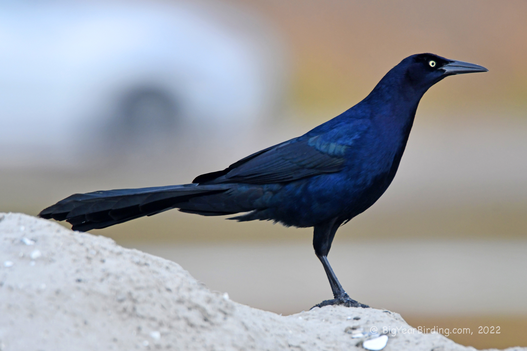 Great-tailed Grackle - Big Year Birding