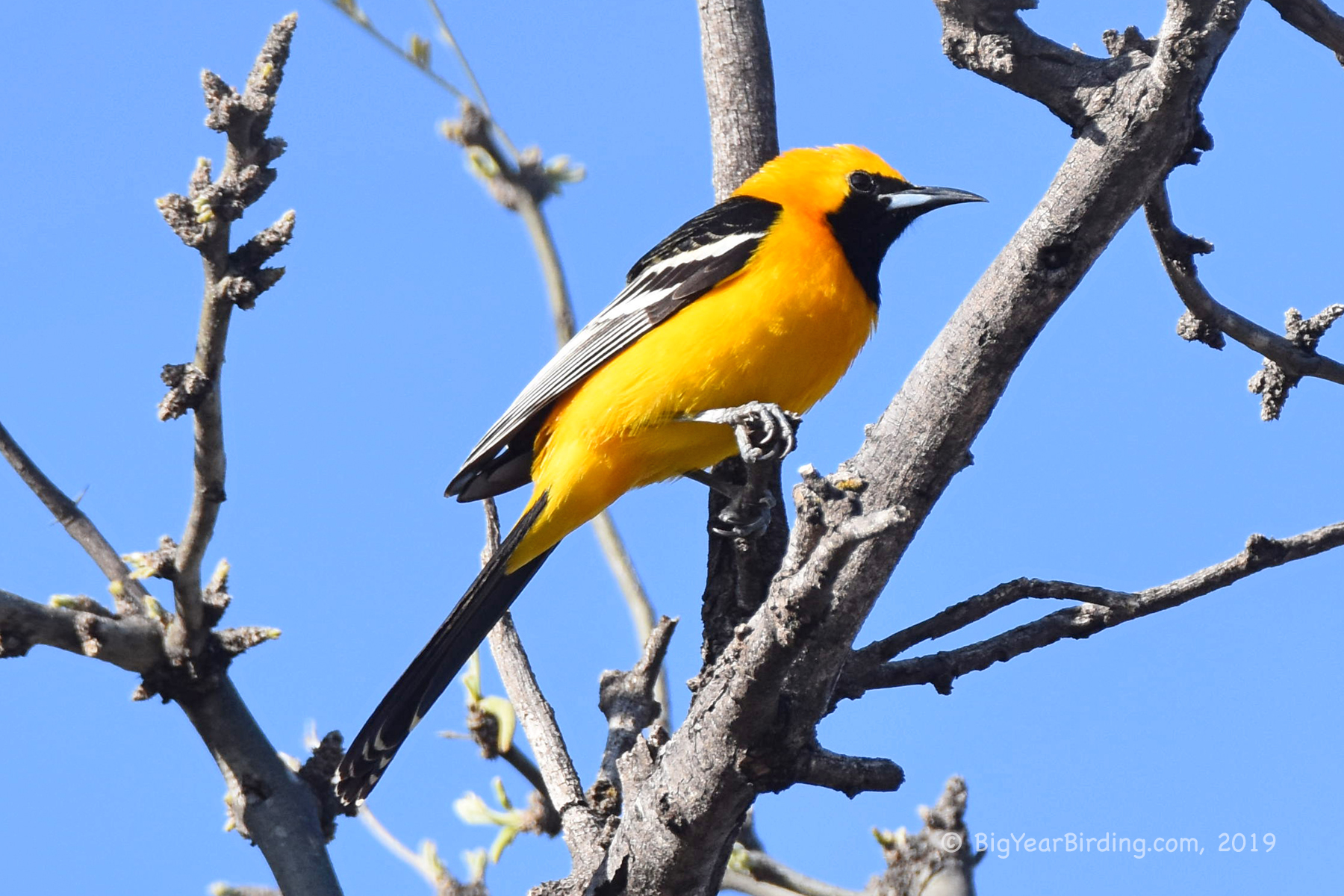 Hooded Oriole - Big Year Birding