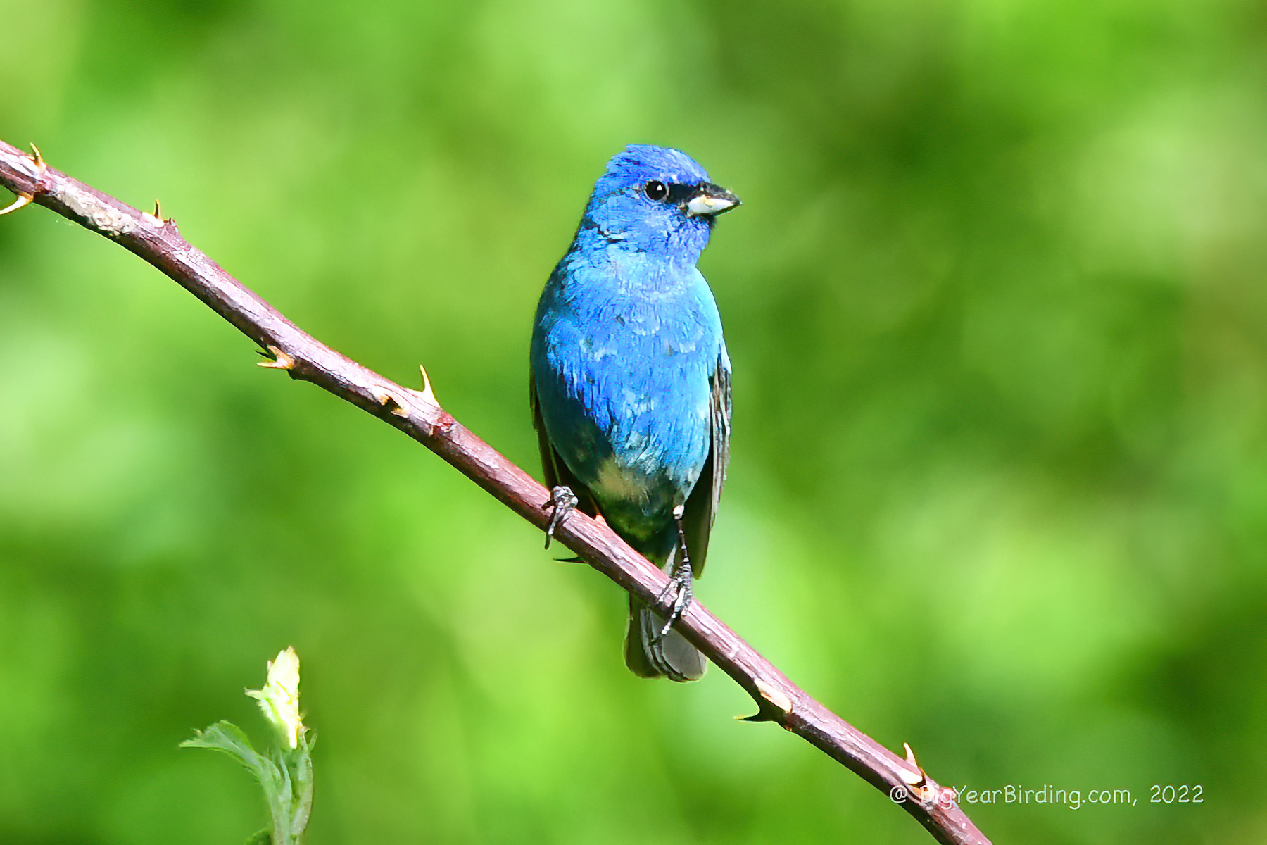 Indigo Bunting - Big Year Birding