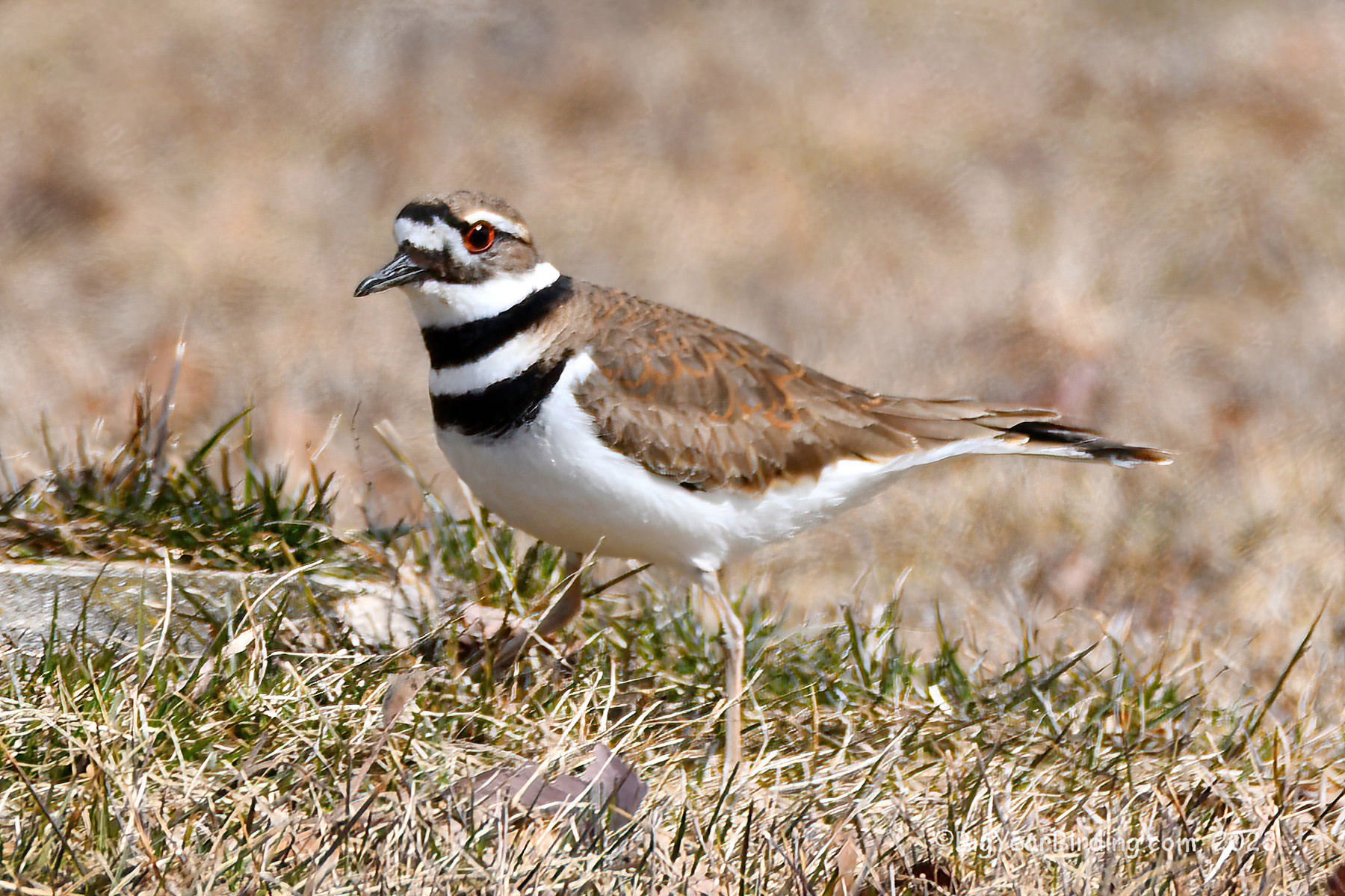 Eastern Phoebe and Migration - Big Year Birding