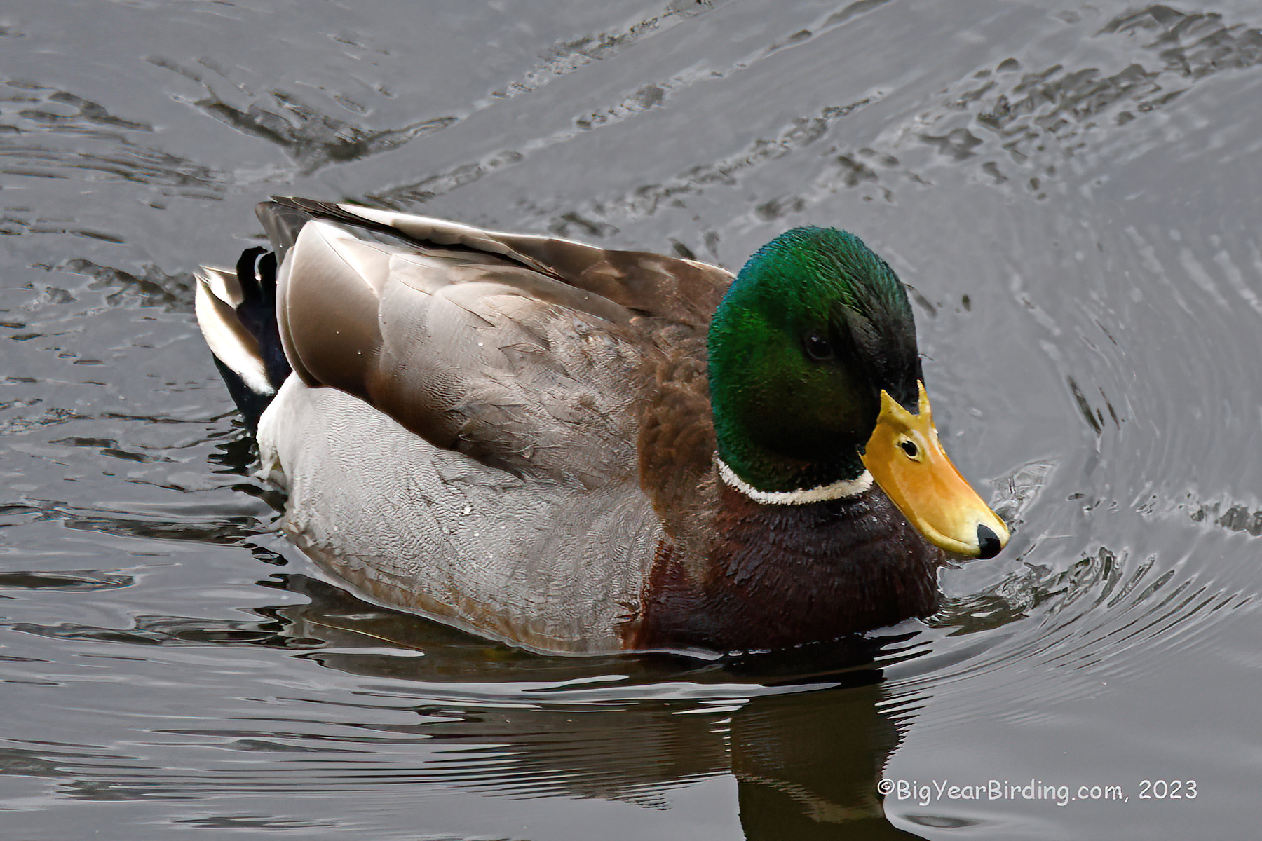 Mallard - Big Year Birding