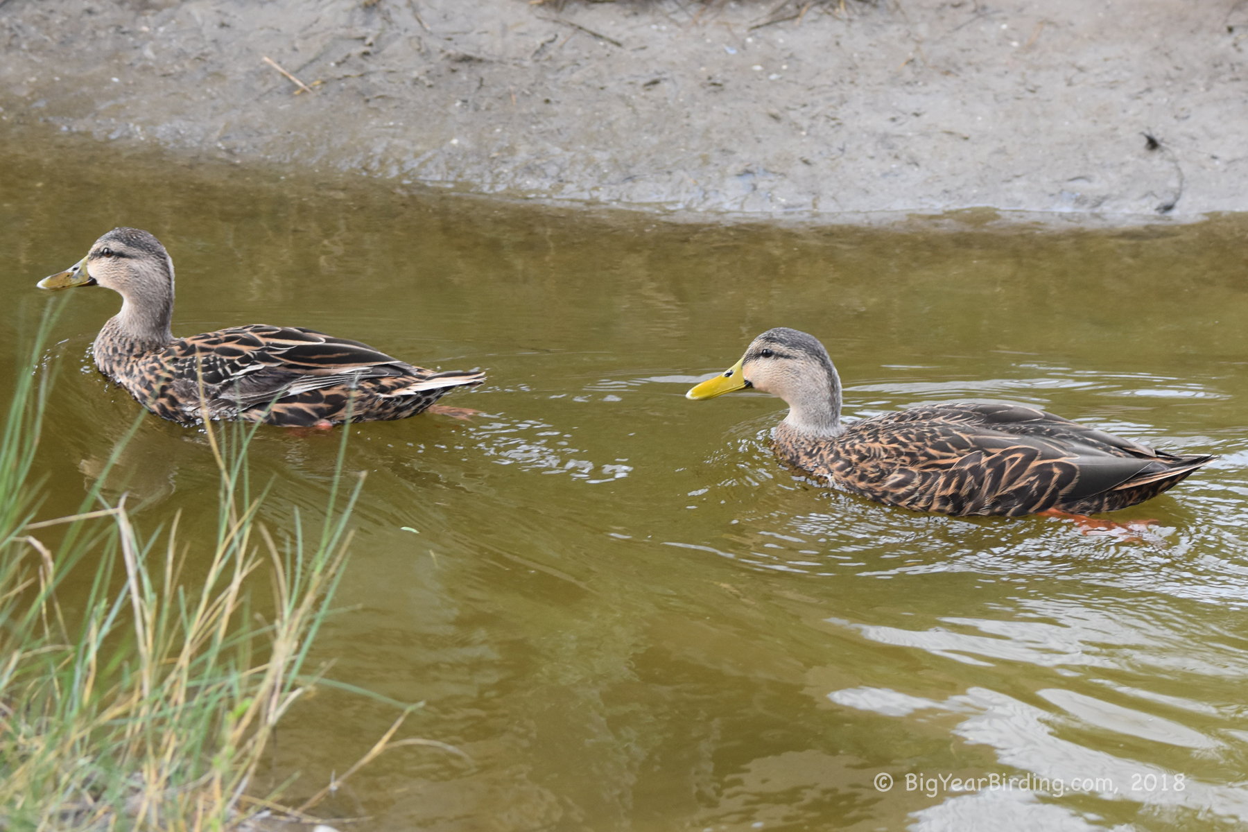 Mottled Duck - Big Year Birding