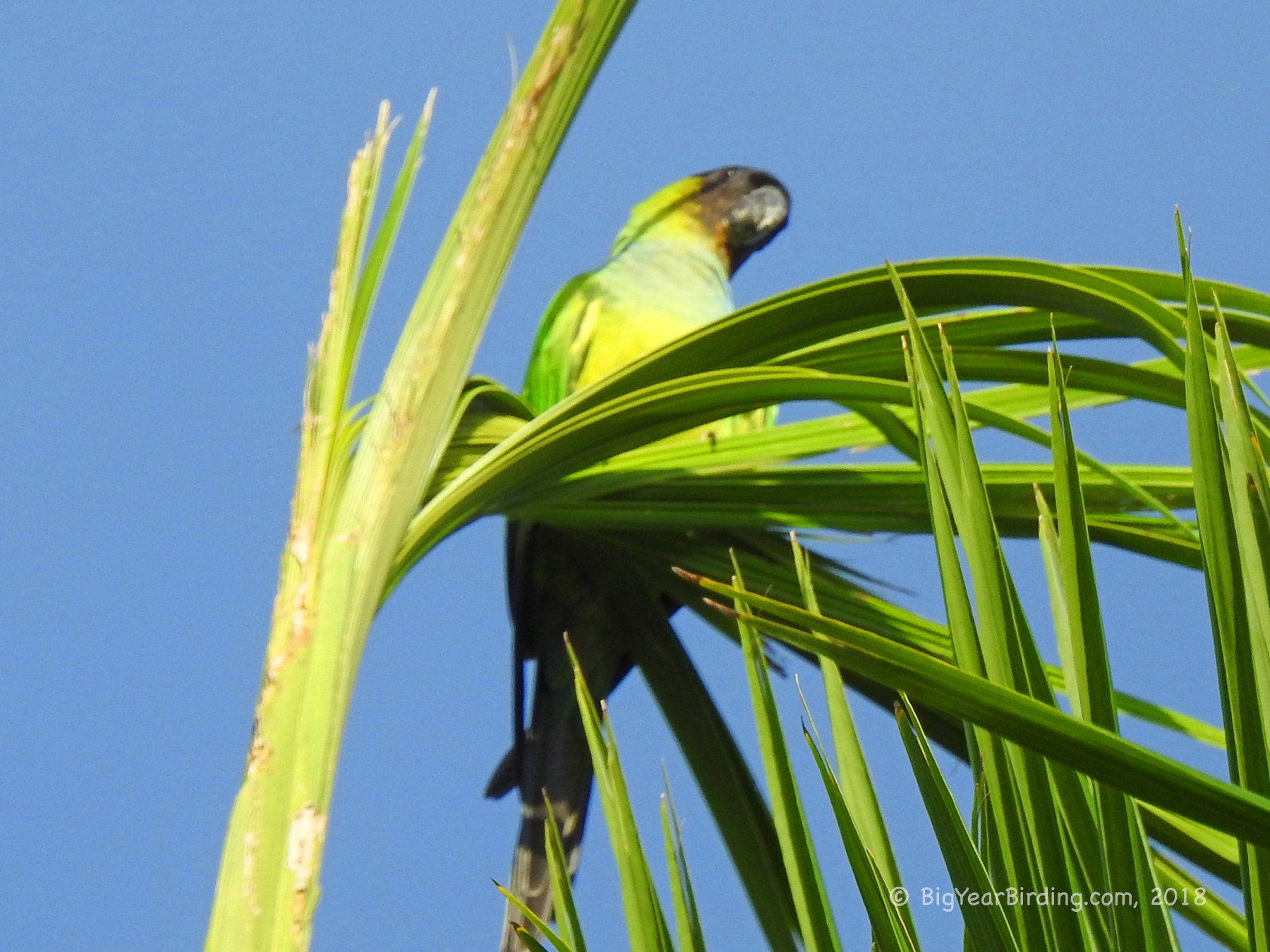 Nanday Parakeet - Big Year Birding