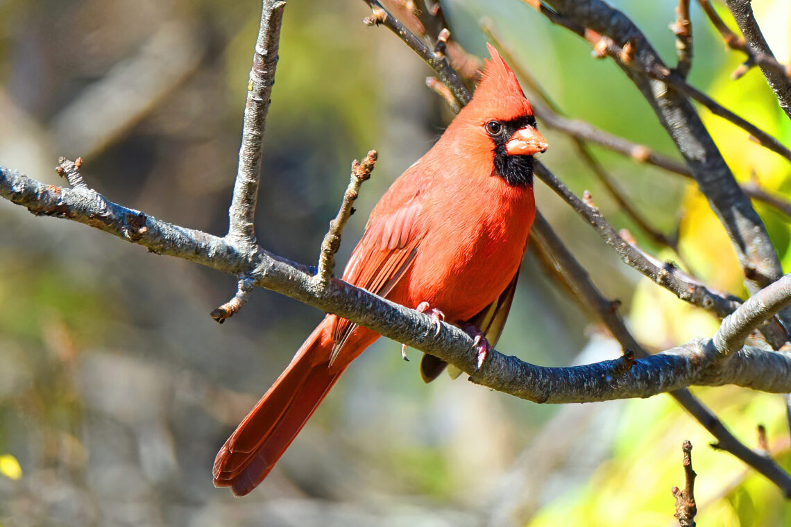 Northern Cardinal - Big Year Birding