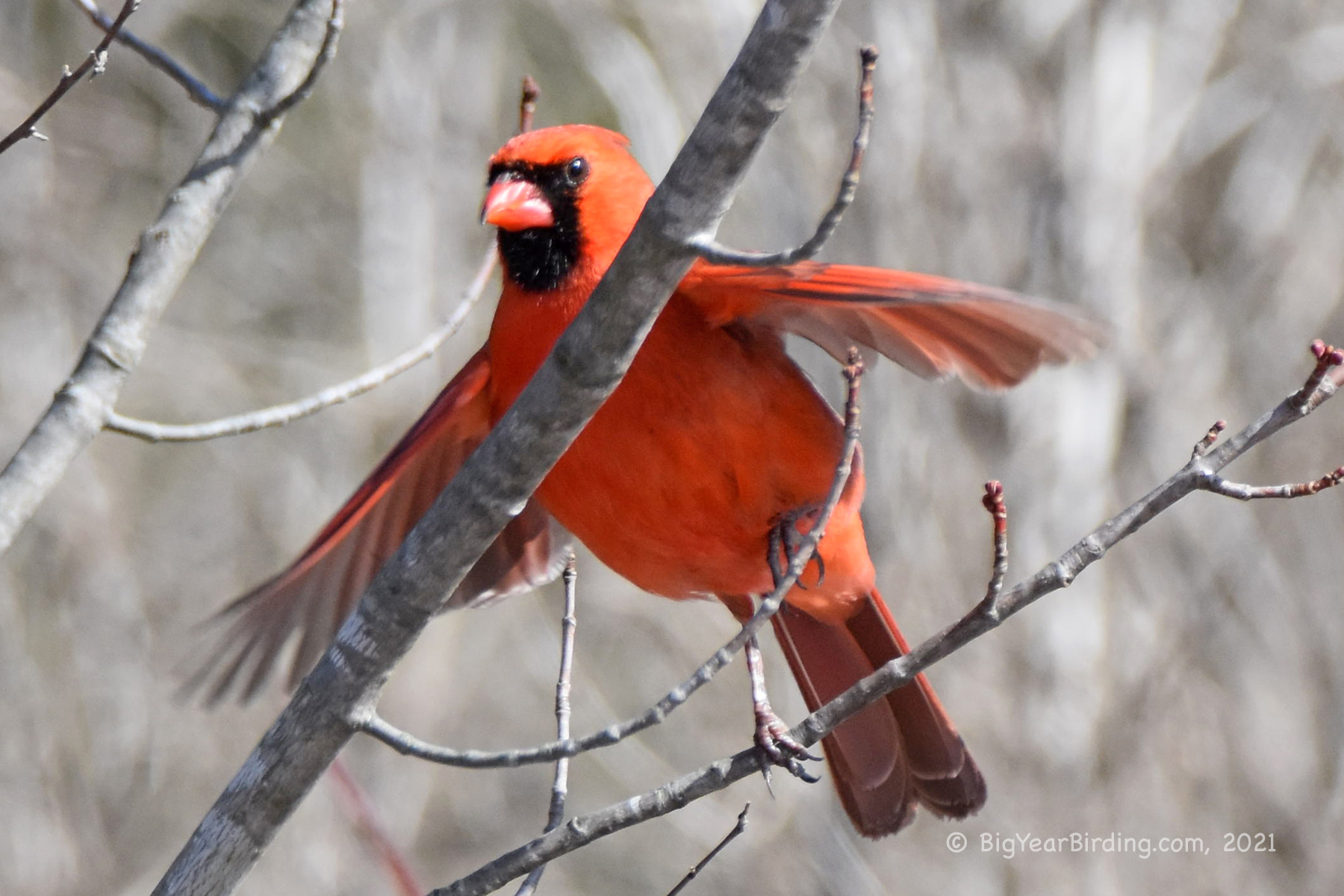 Northern Cardinal - Big Year Birding
