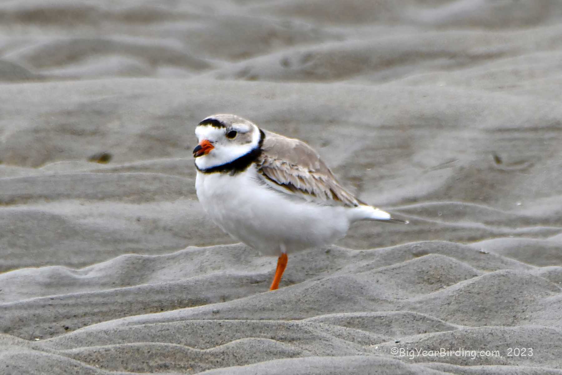 Crocuses, frogs and birds - Big Year Birding