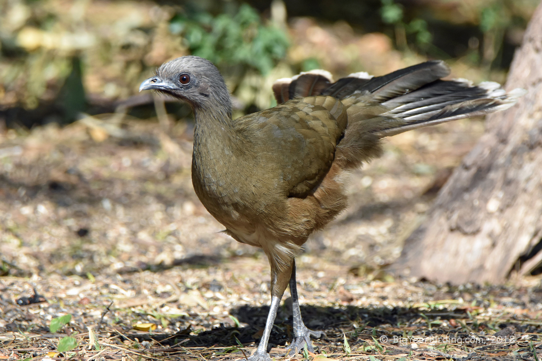 Plain Chachalaca - Big Year Birding