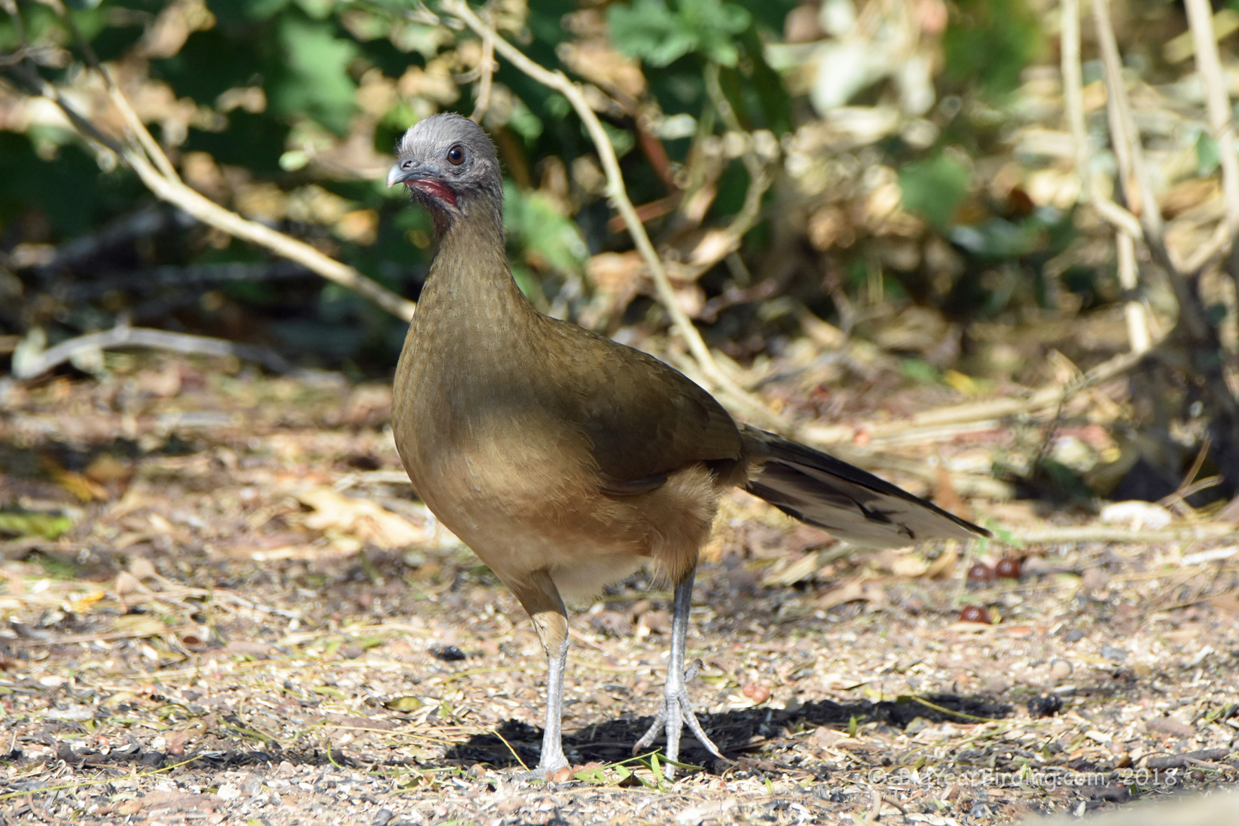 Plain Chachalaca - Big Year Birding