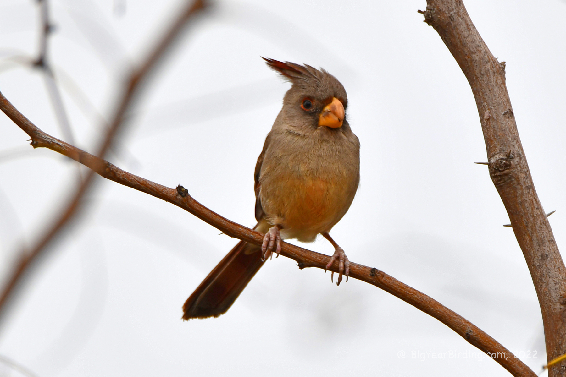 Pyrrhuloxia - Big Year Birding