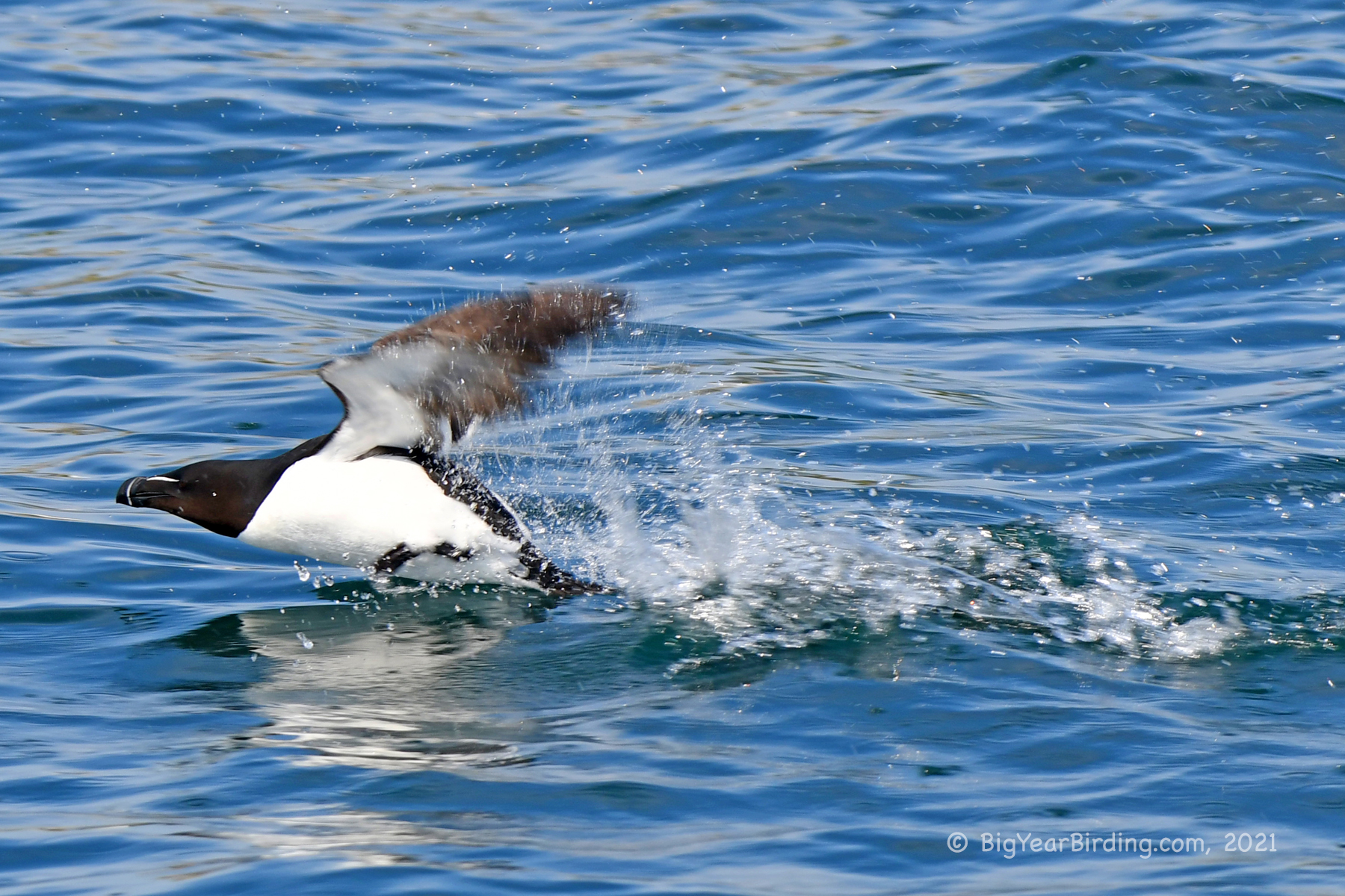 Razorbill - Big Year Birding