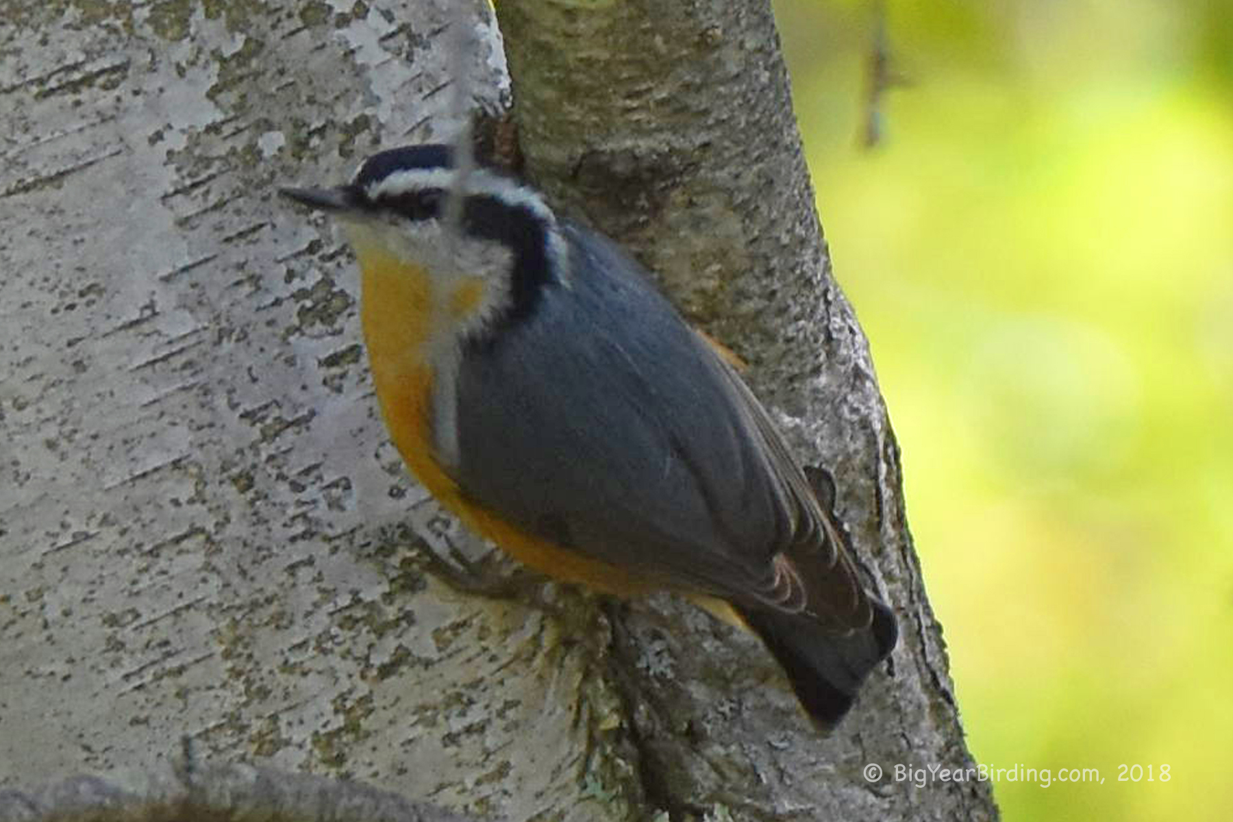 Red-breasted Nuthatch - Big Year Birding