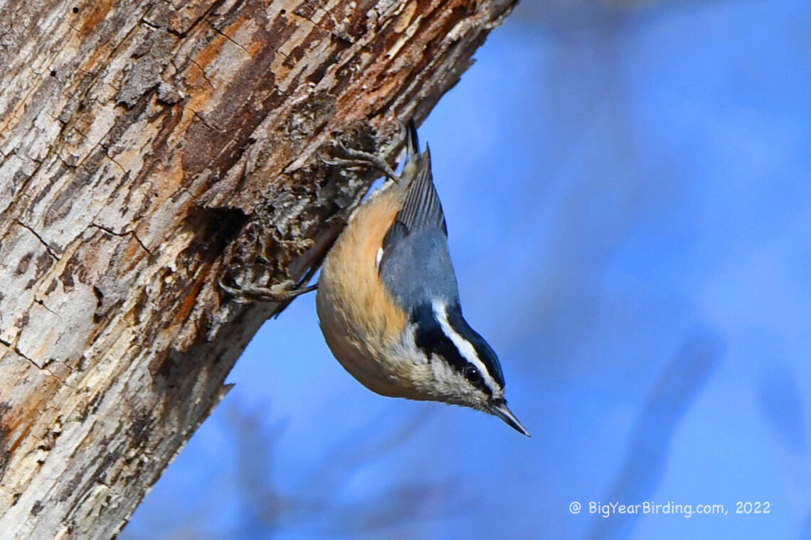 Red-breasted Nuthatch - Big Year Birding