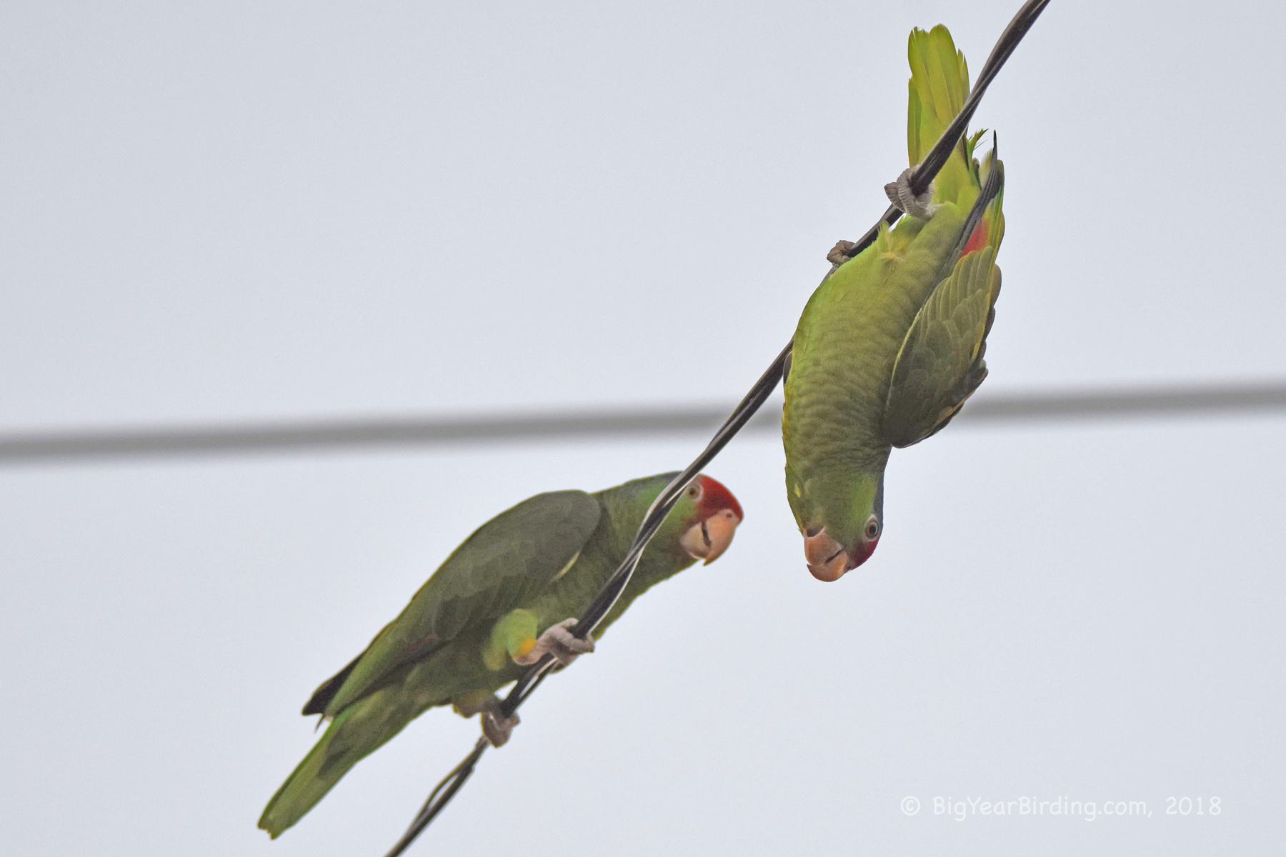 Red-crowned Parrot - Big Year Birding