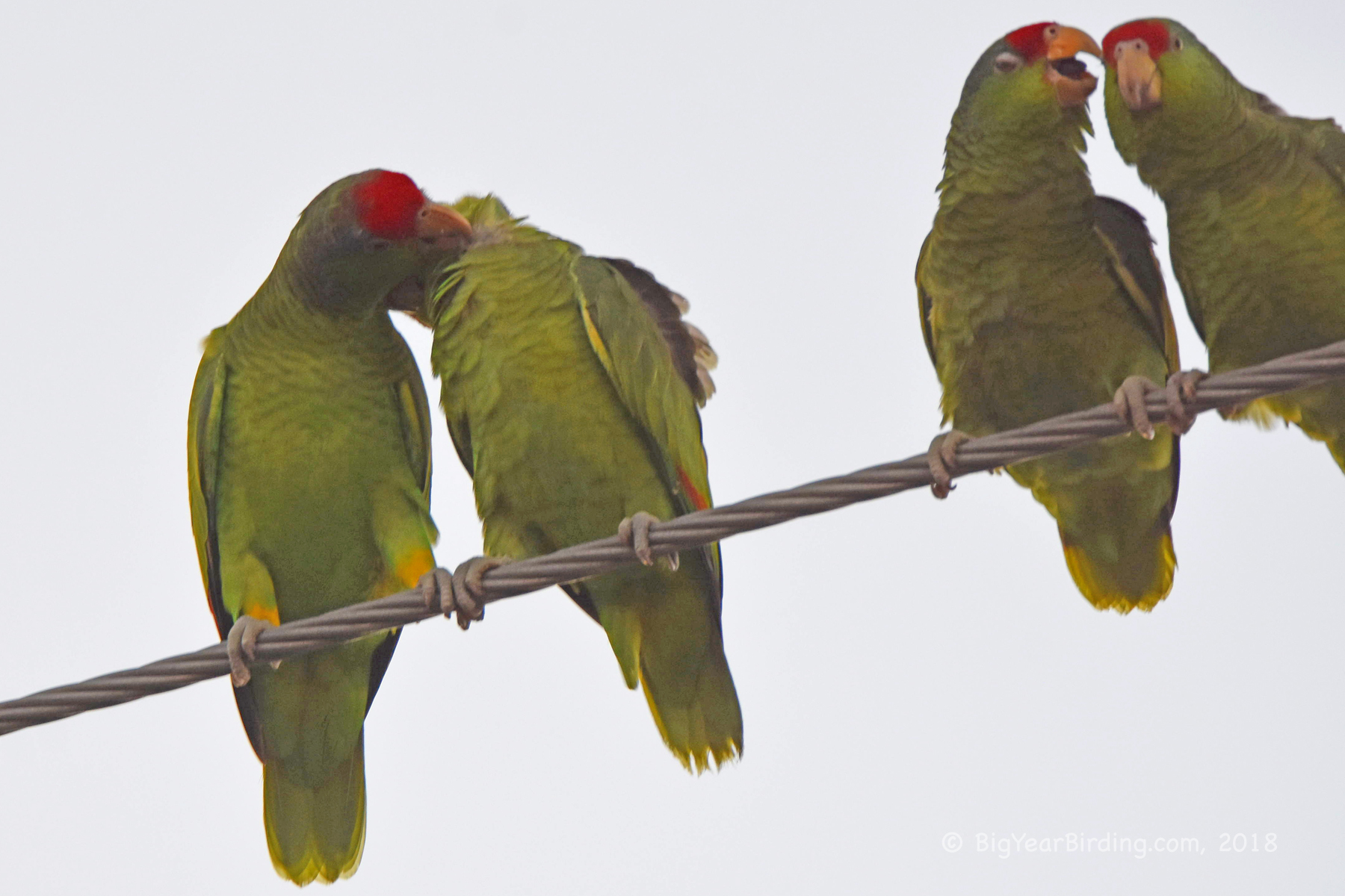 Red-crowned Parrot - Big Year Birding